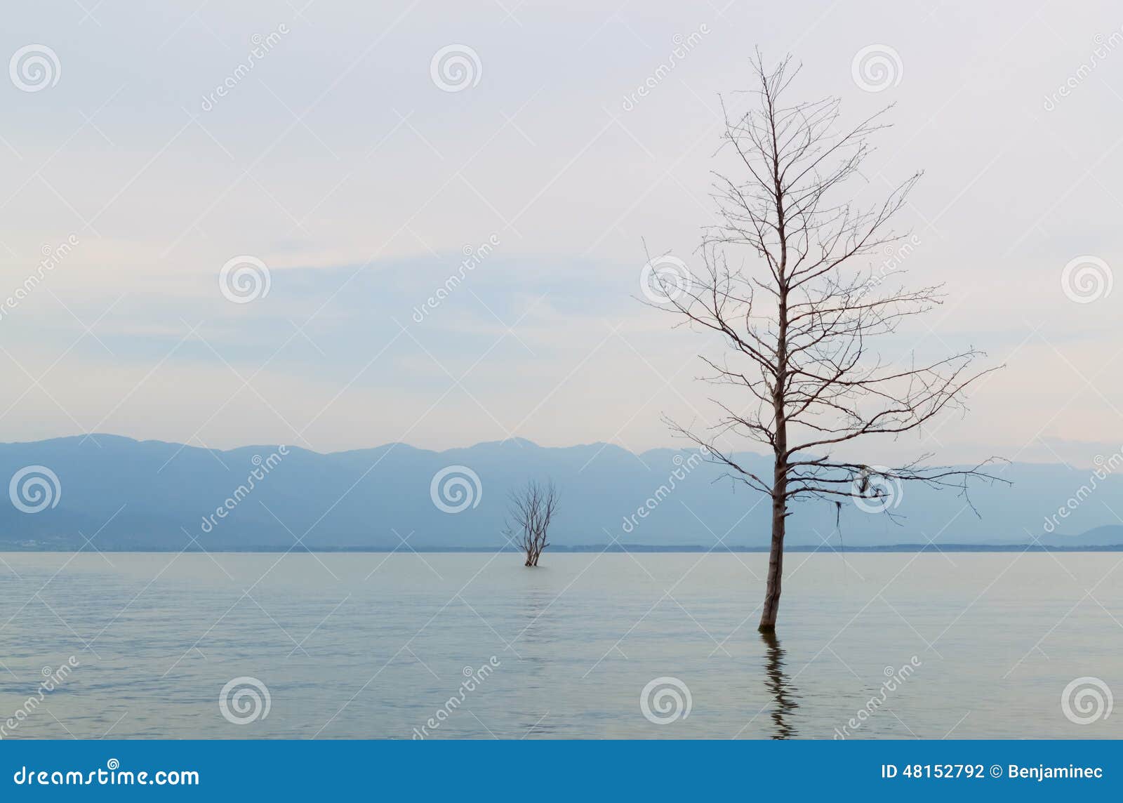 Tree in the lake stock photo. Image of clear, peace, natural - 48152792