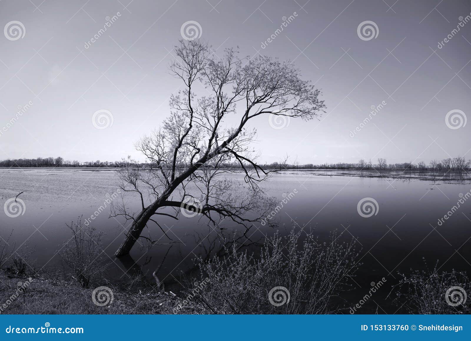 A tree by the lake side stock photo. Image of seasons - 153133760