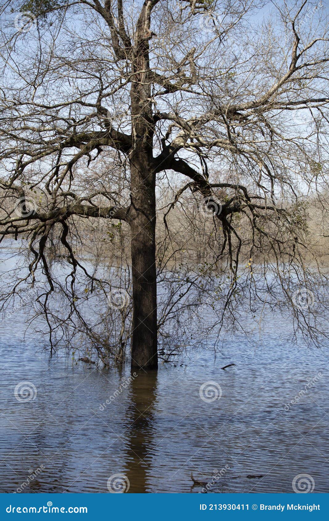 Tree in a Lake stock image. Image of natural, ecology - 213930411