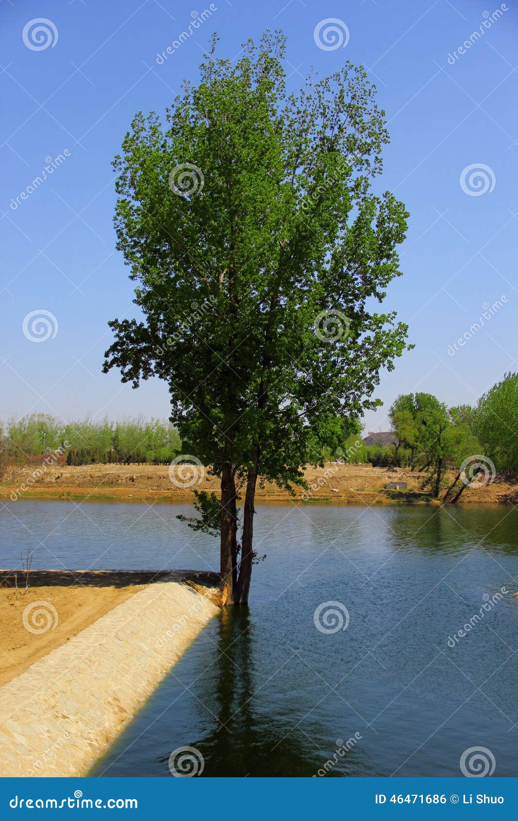Tree beside lake stock photo. Image of forest, pond, outdoor - 46471686