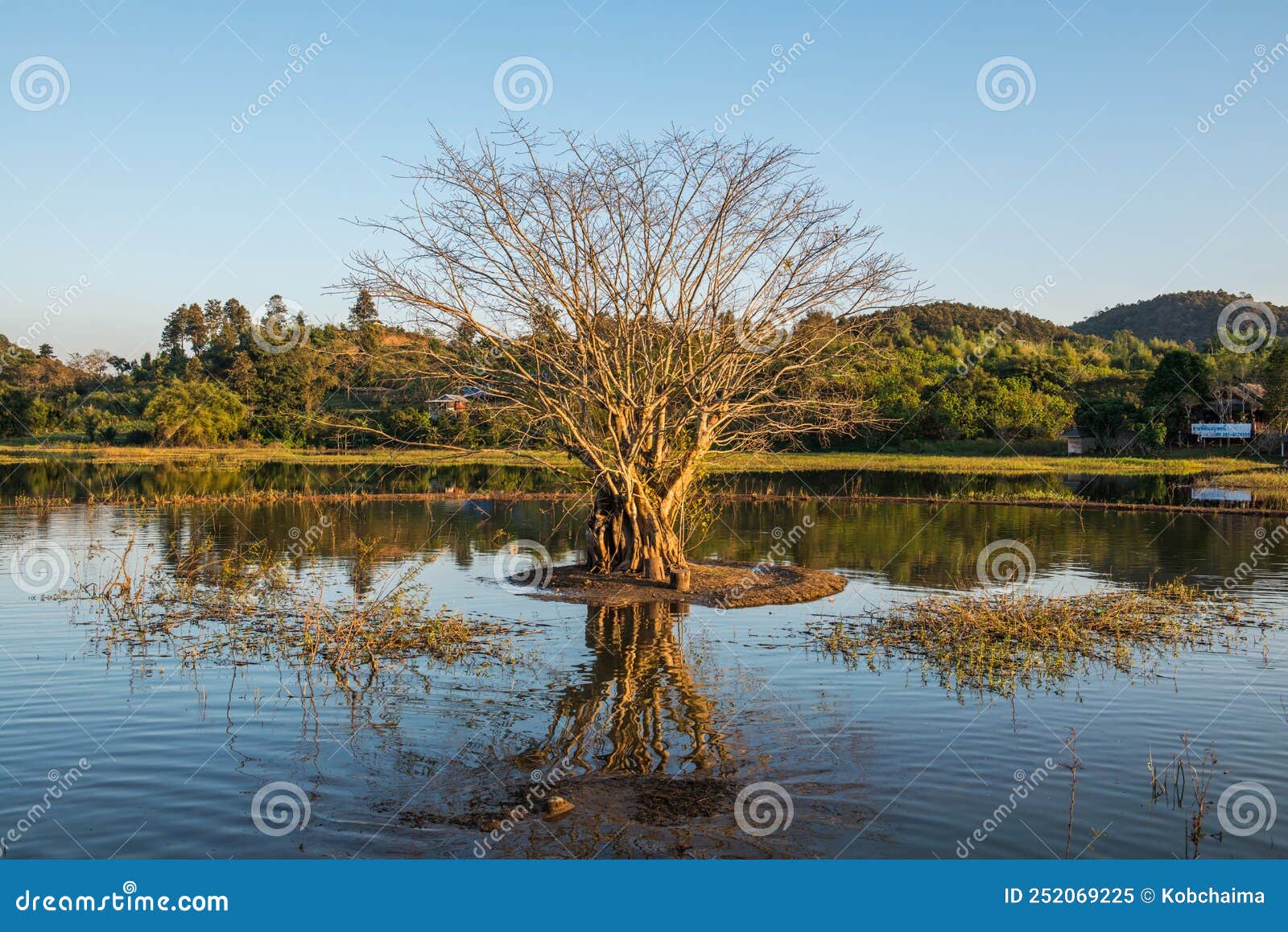 Tree in lake with sunlight stock image. Image of outdoor - 252069225