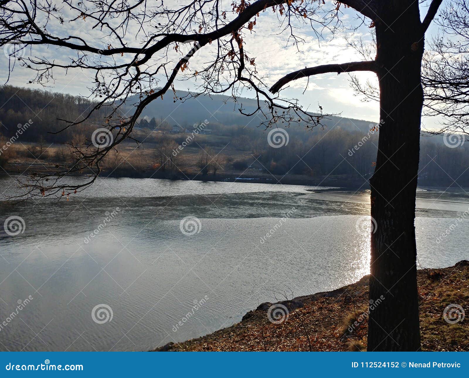 Tree on a lake stock photo. Image of water, leafs, view - 112524152