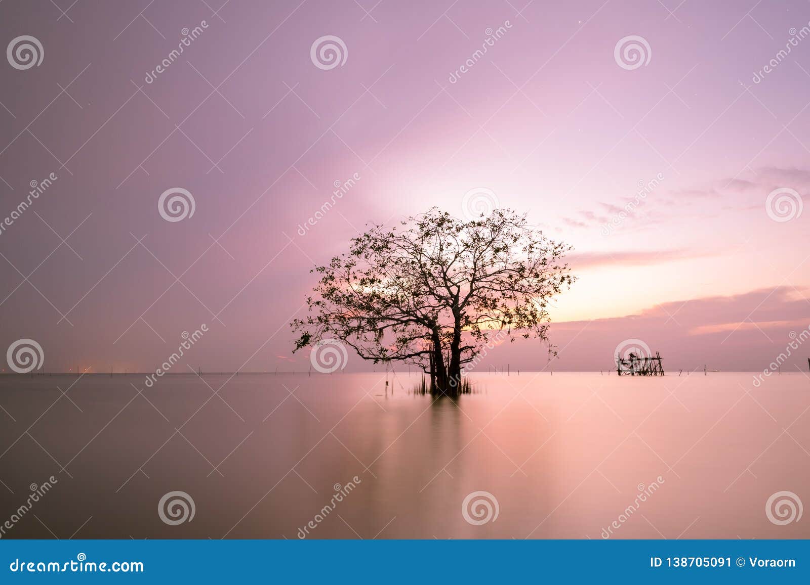 Tree in the lake stock image. Image of park, peaceful - 138705091