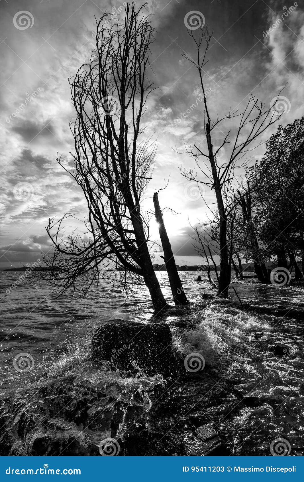 Tree on a Lake and Water Splashes Stock Image - Image of luoghi ...