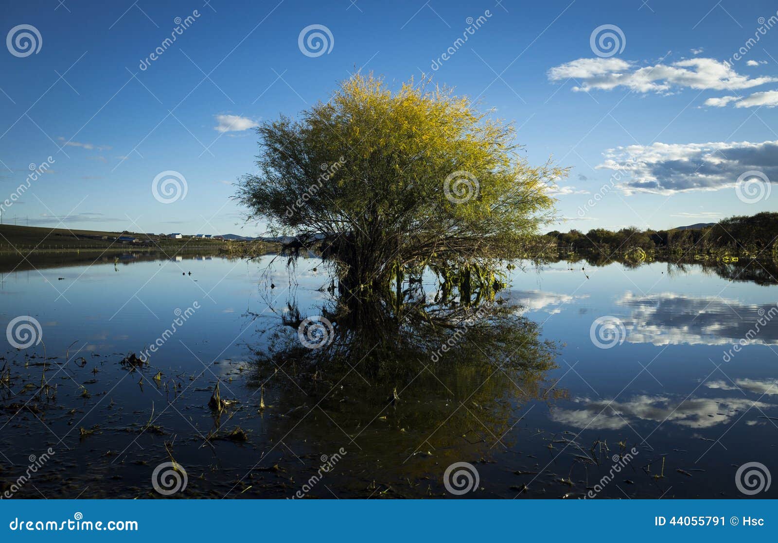 A tree in lake stock image. Image of color, reservoir - 44055791