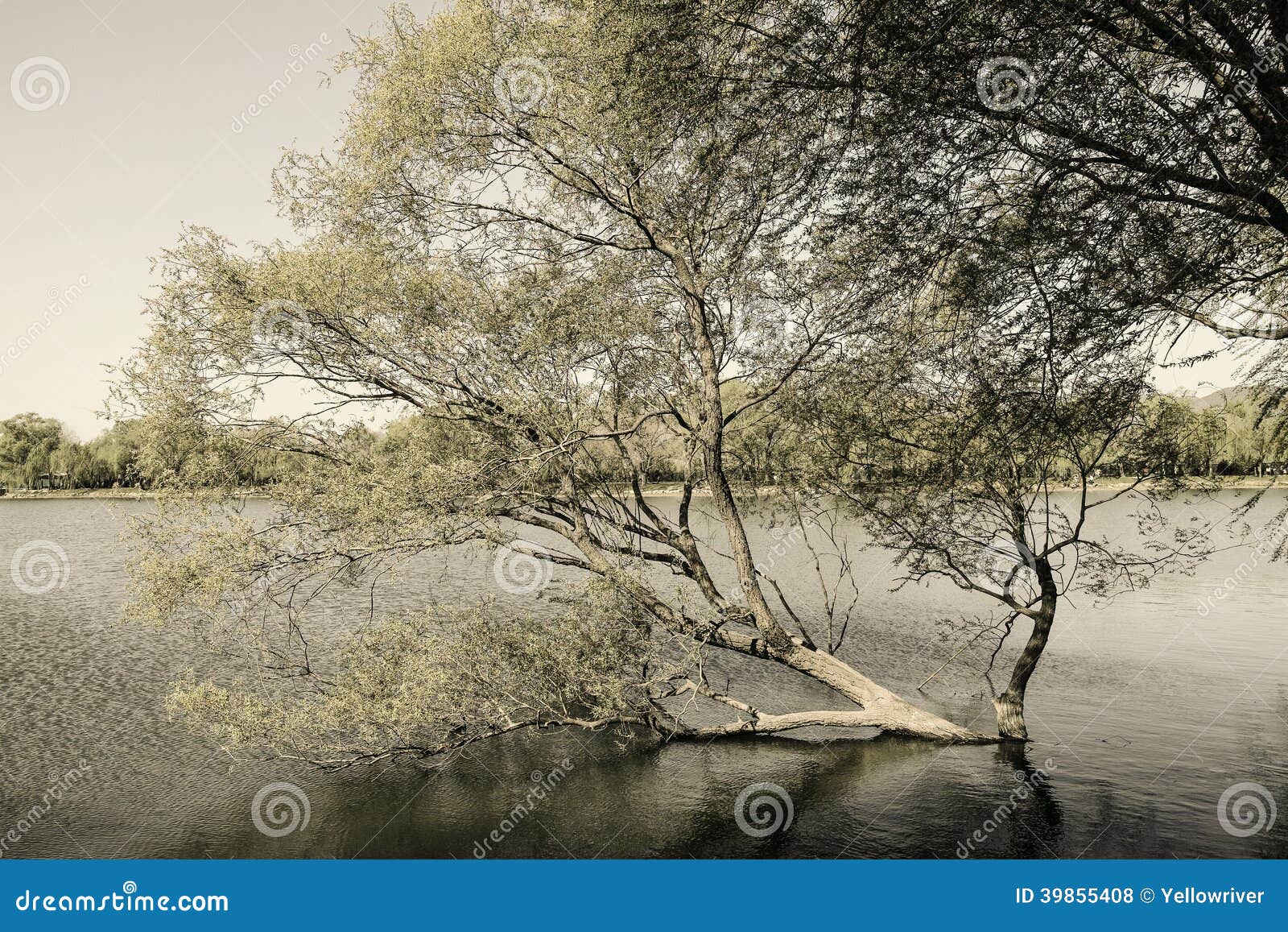 Tree at the lakeside stock photo. Image of outdoor, willow - 39855408