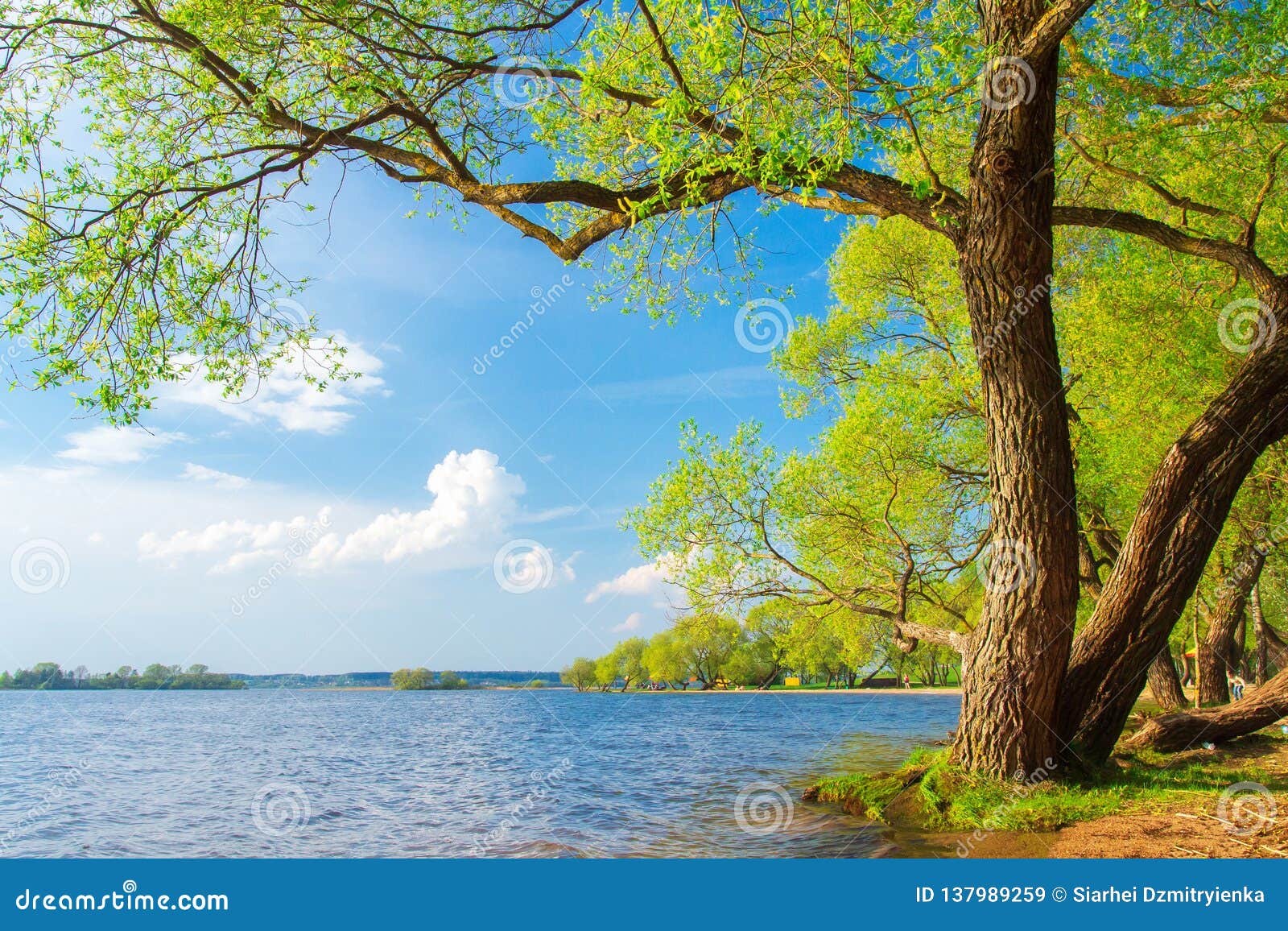 Tree on Lakeside in Springtime Stock Image - Image of landscape, rural ...