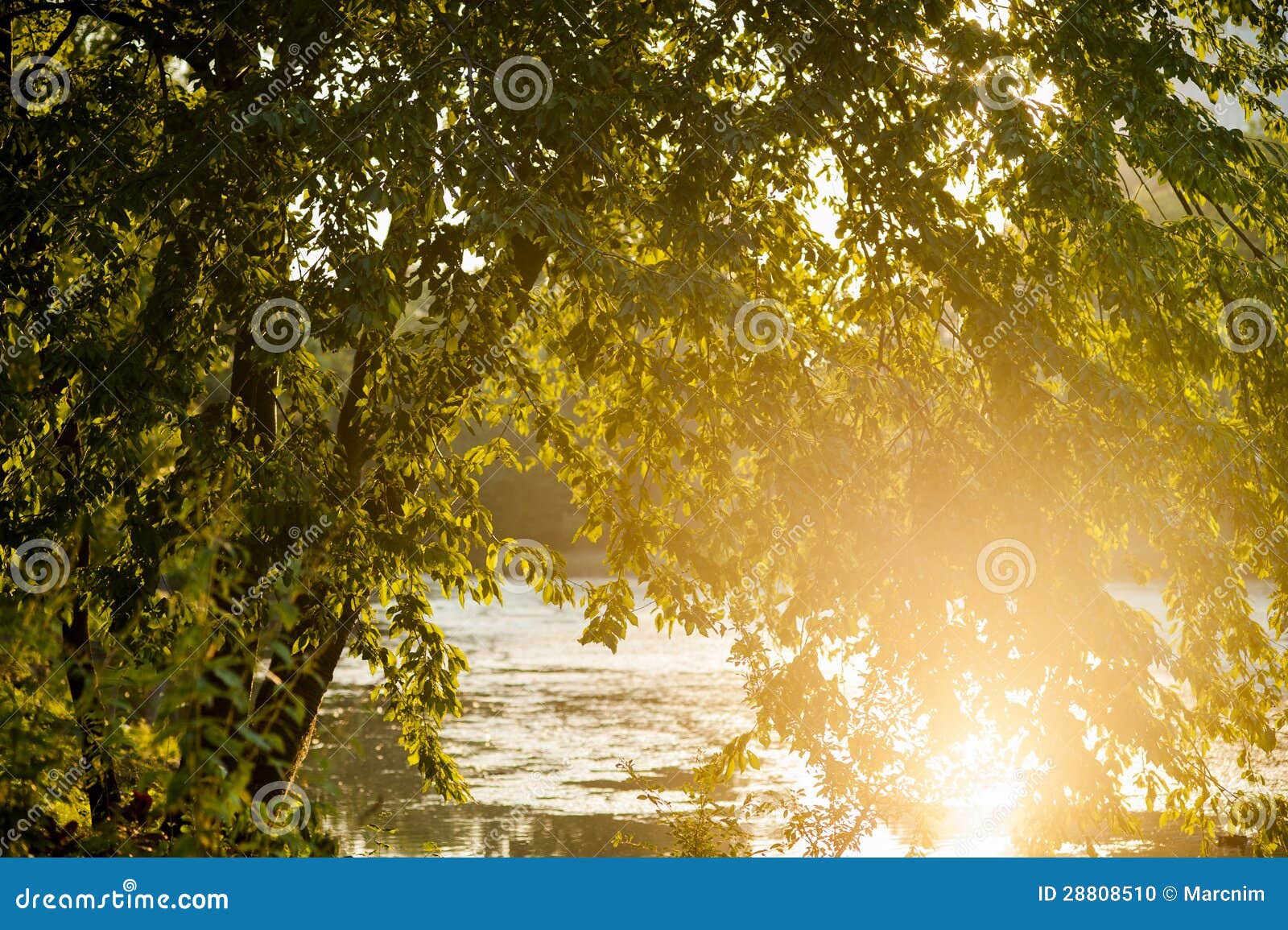A Tree on a Lakeside at Sunset Stock Photo - Image of green, haze: 28808510