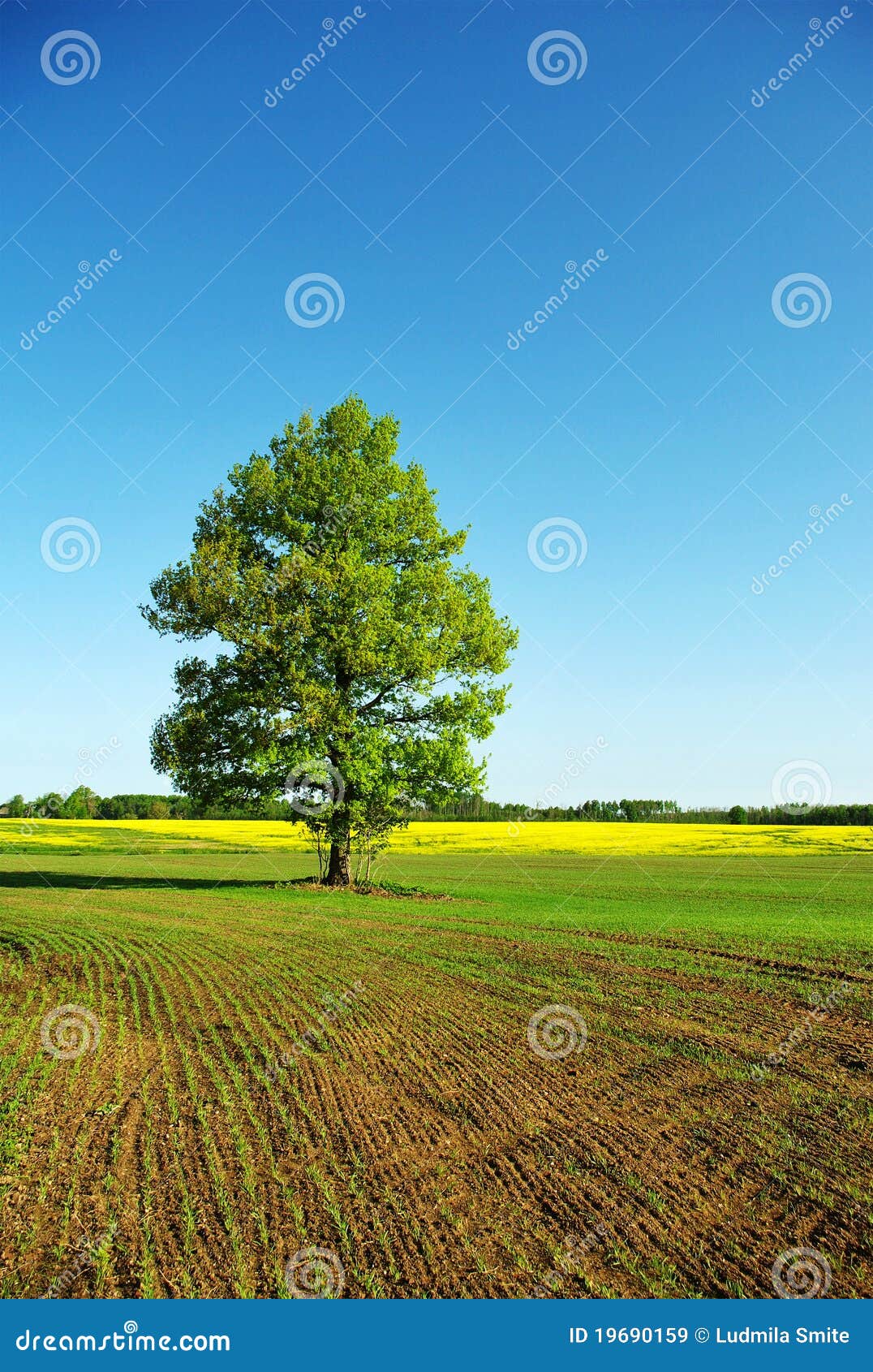 Tree on the land. stock image. Image of growth, pasture - 19690159