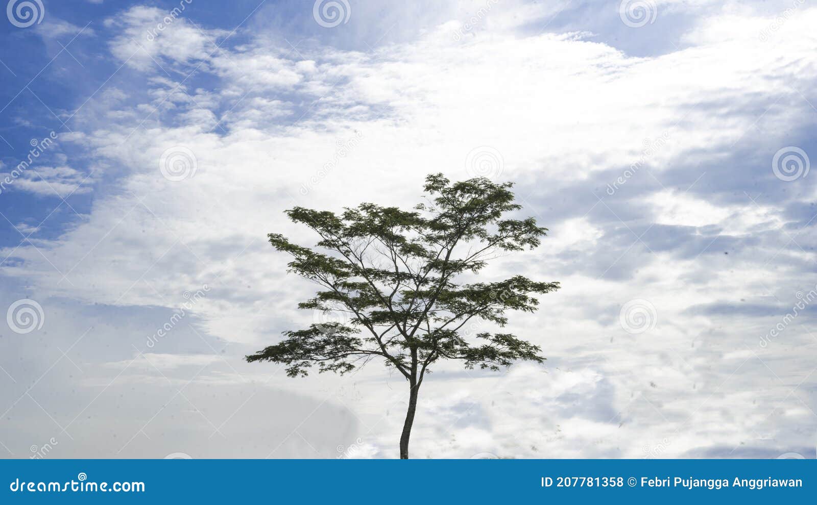 Tree Landscape in Morning Sky Stock Photo - Image of nature, prairie ...