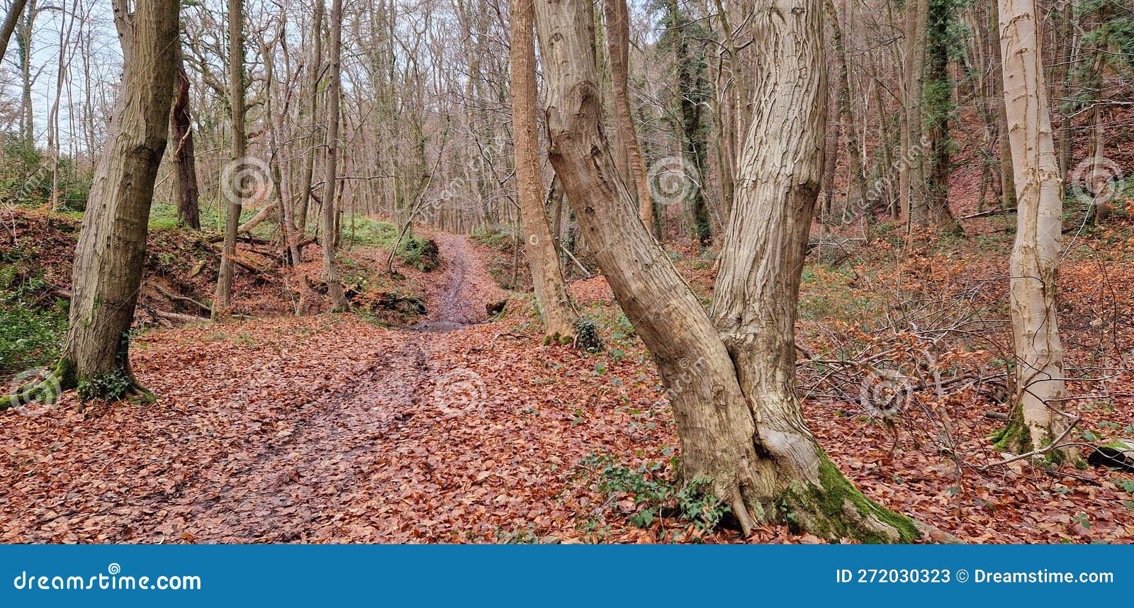 Tree Landscape Nature Paysage Liège Stock Image - Image of flower ...