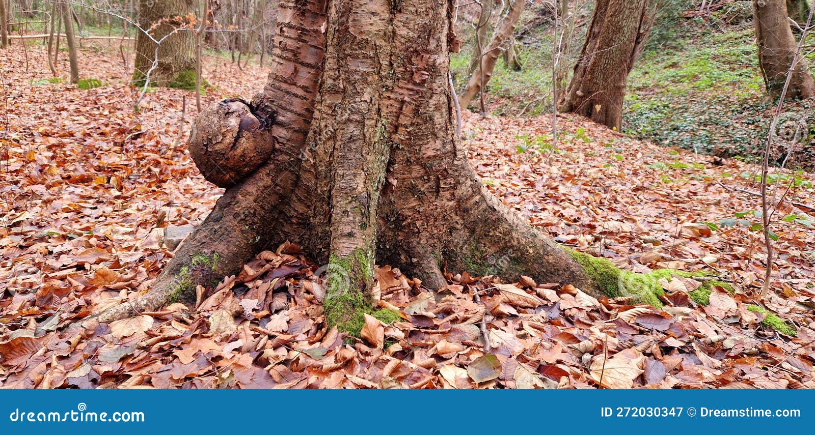Tree Landscape Nature Paysage Liège Stock Image - Image of flower ...
