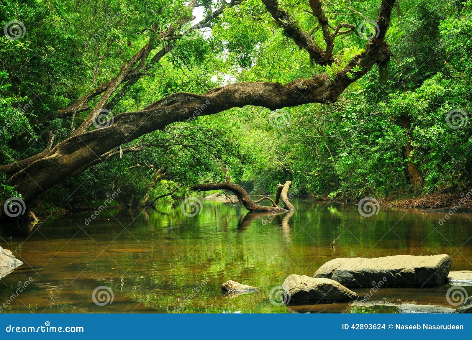 Tree landscape stock photo. Image of rocks, tree, river - 42893624