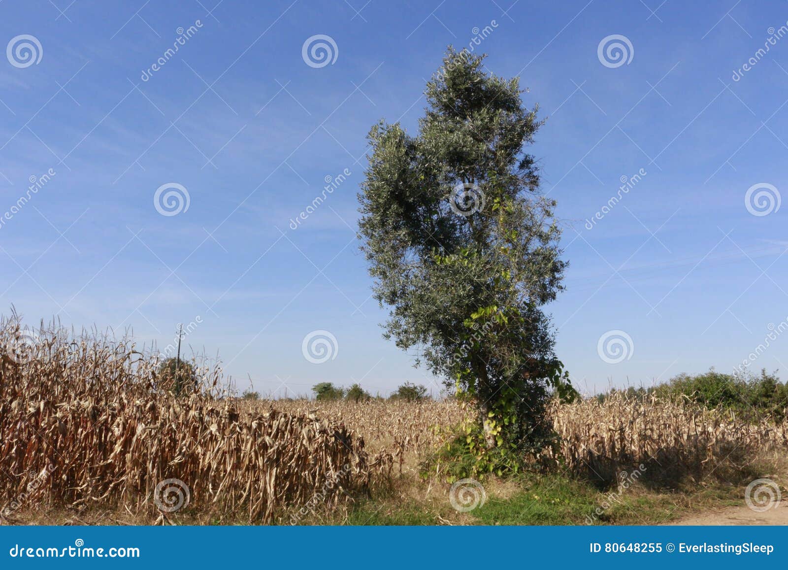Tree and the landscape stock image. Image of landscapes - 80648255