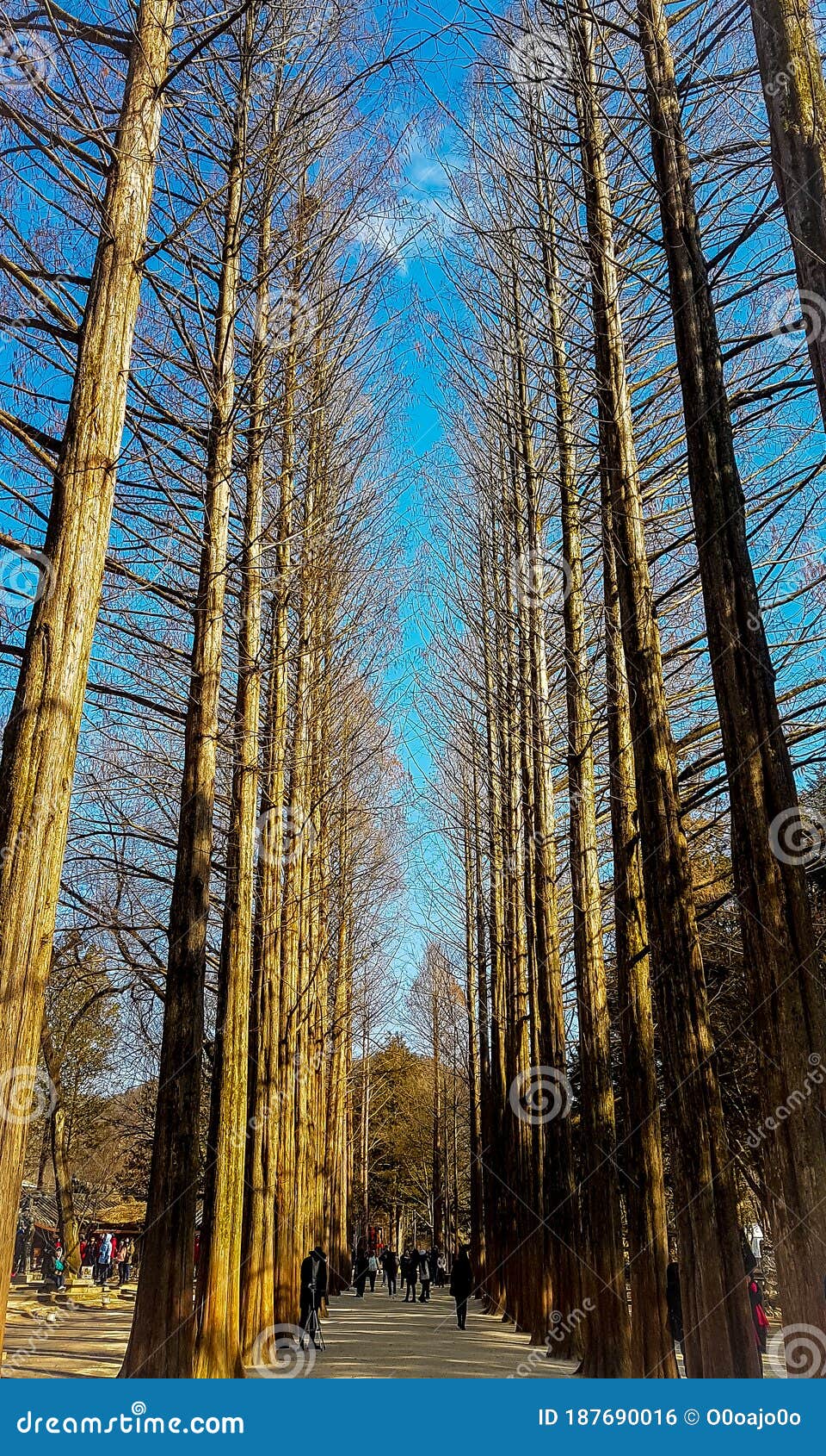 The Tree Lane stock photo. Image of tree, leaf, trunk - 187690016