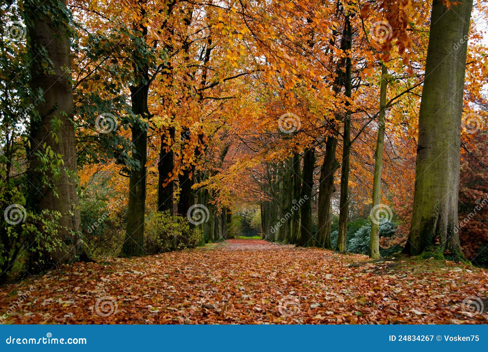 Tree lane stock image. Image of gold, landscape, season - 24834267