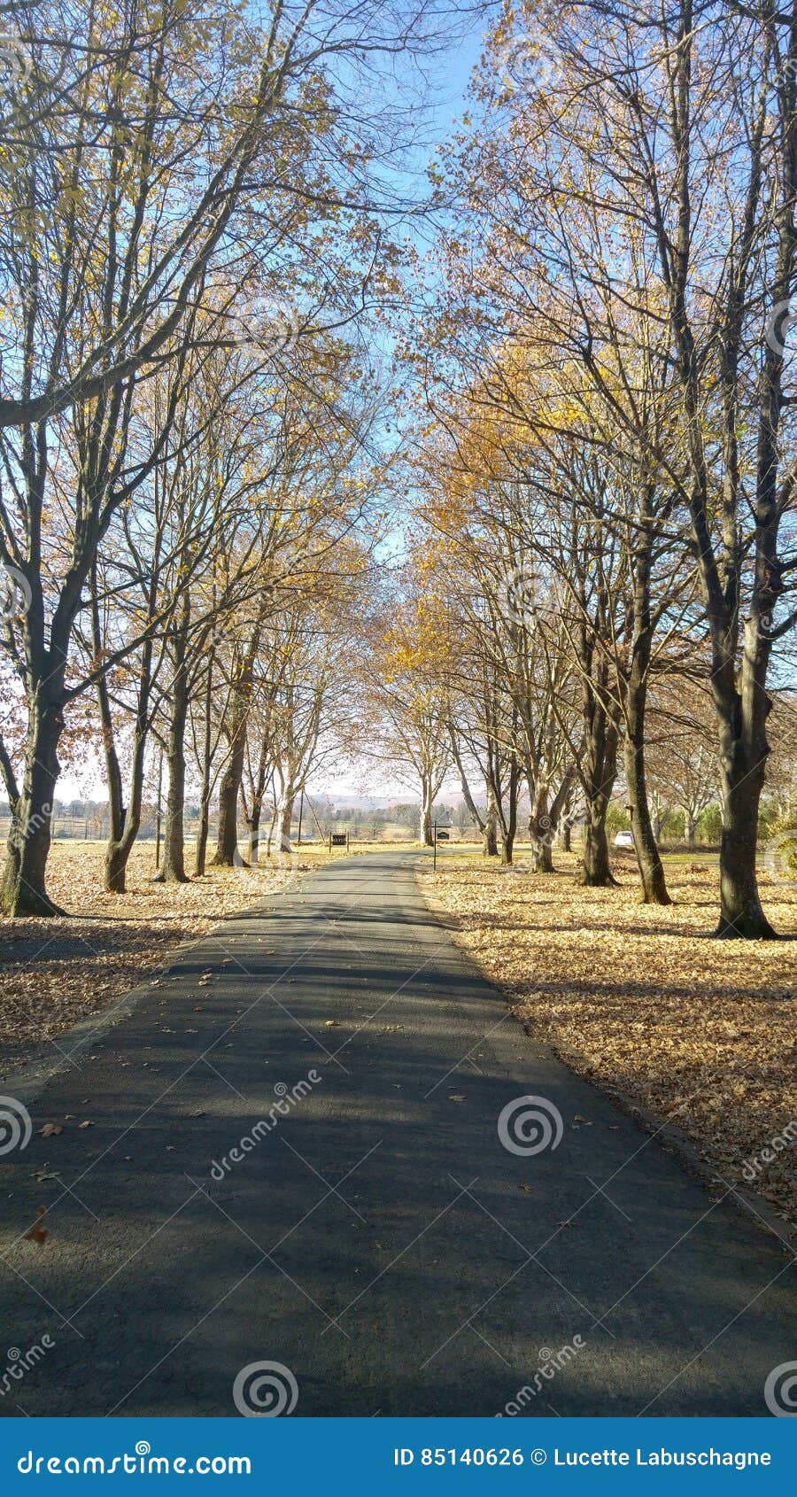 Tree lane stock photo. Image of trees, lane, tree, winter - 85140626