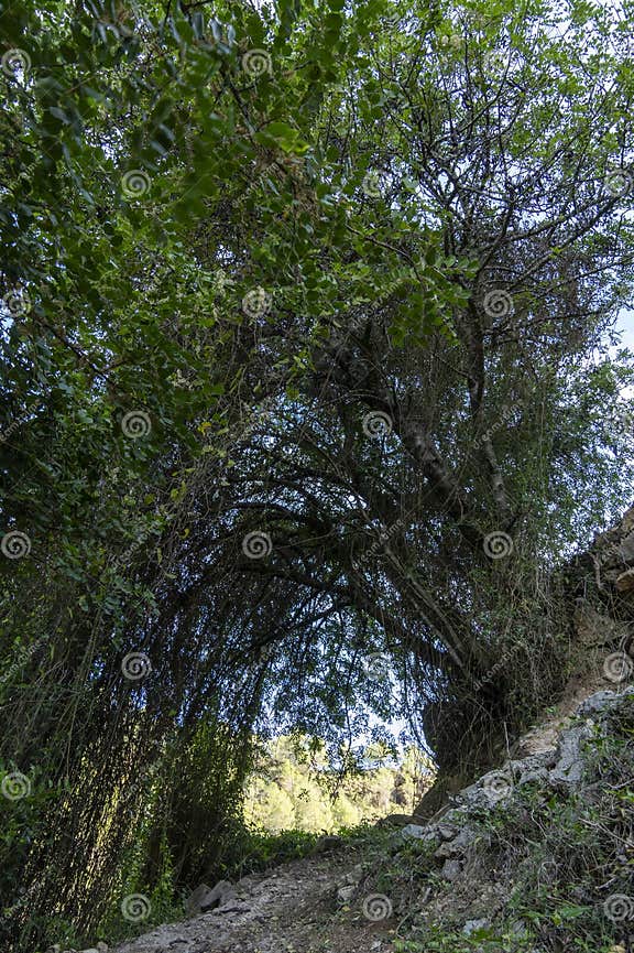 A Tree with a Large Archway in the Middle of it Stock Image - Image of ...