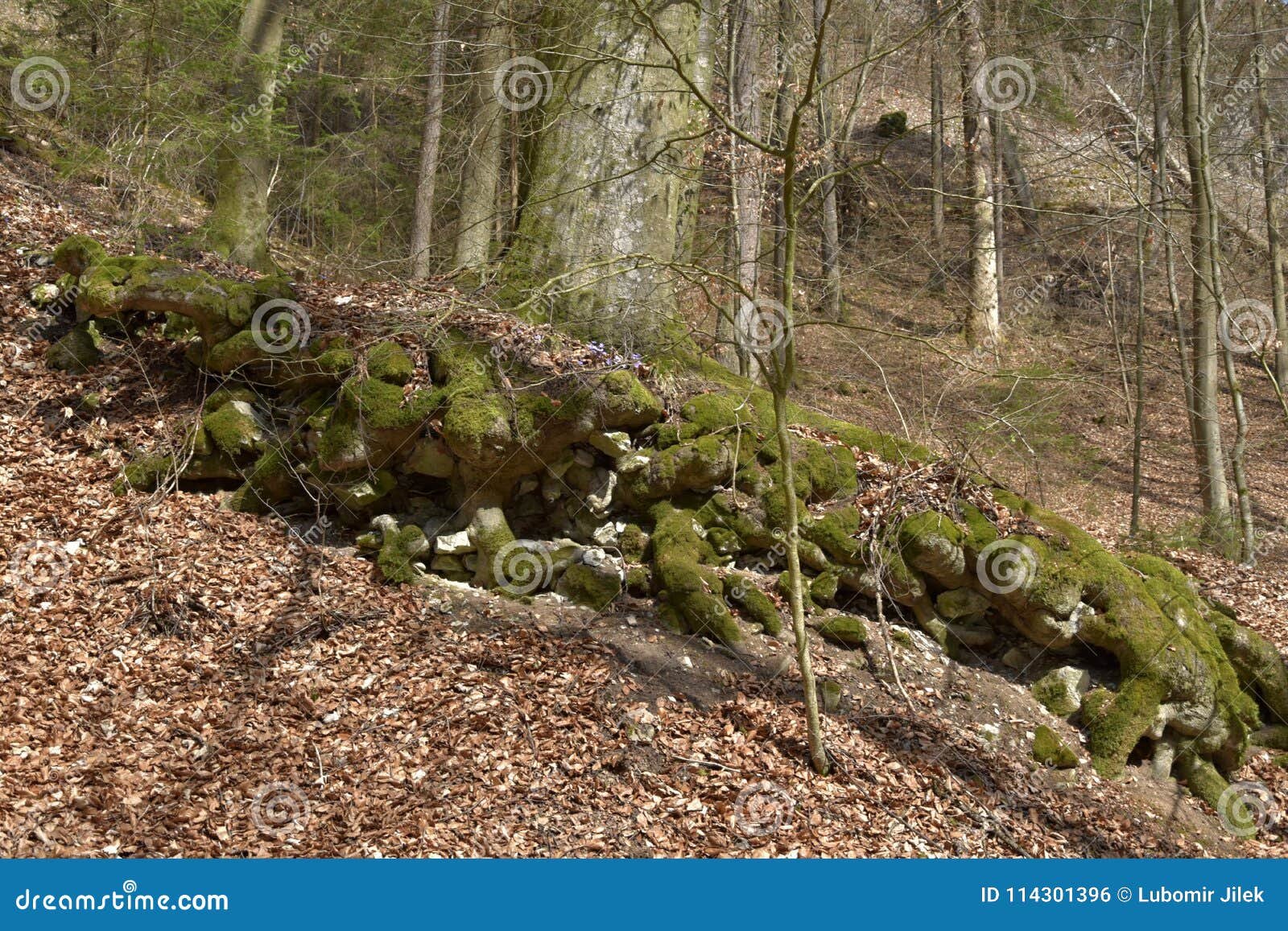 A Tree with Large, Broad Roots, Strewn between Rocks. Stock Photo ...