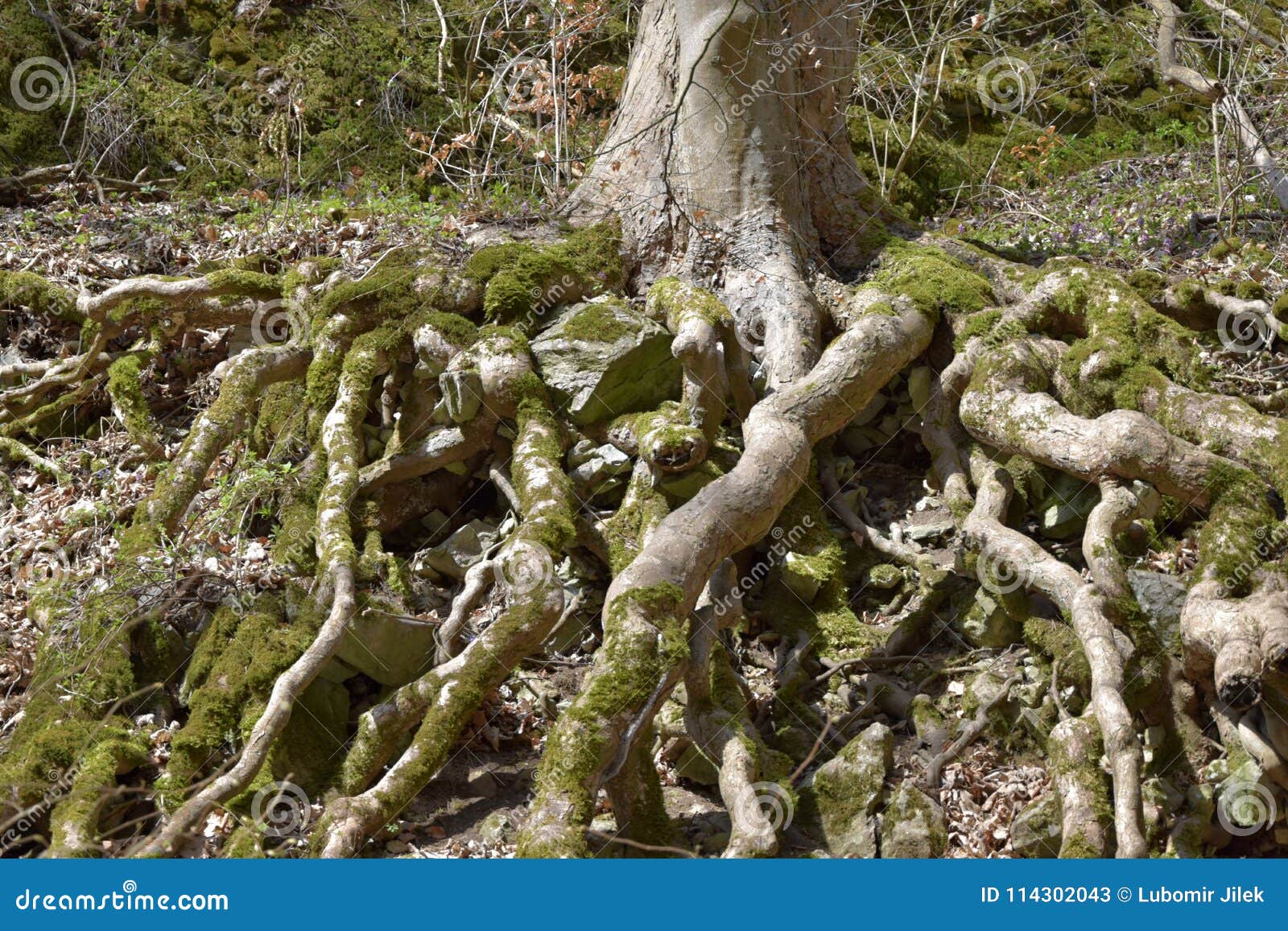 A Tree with Large, Broad Roots, Strewn between Rocks. Stock Image ...