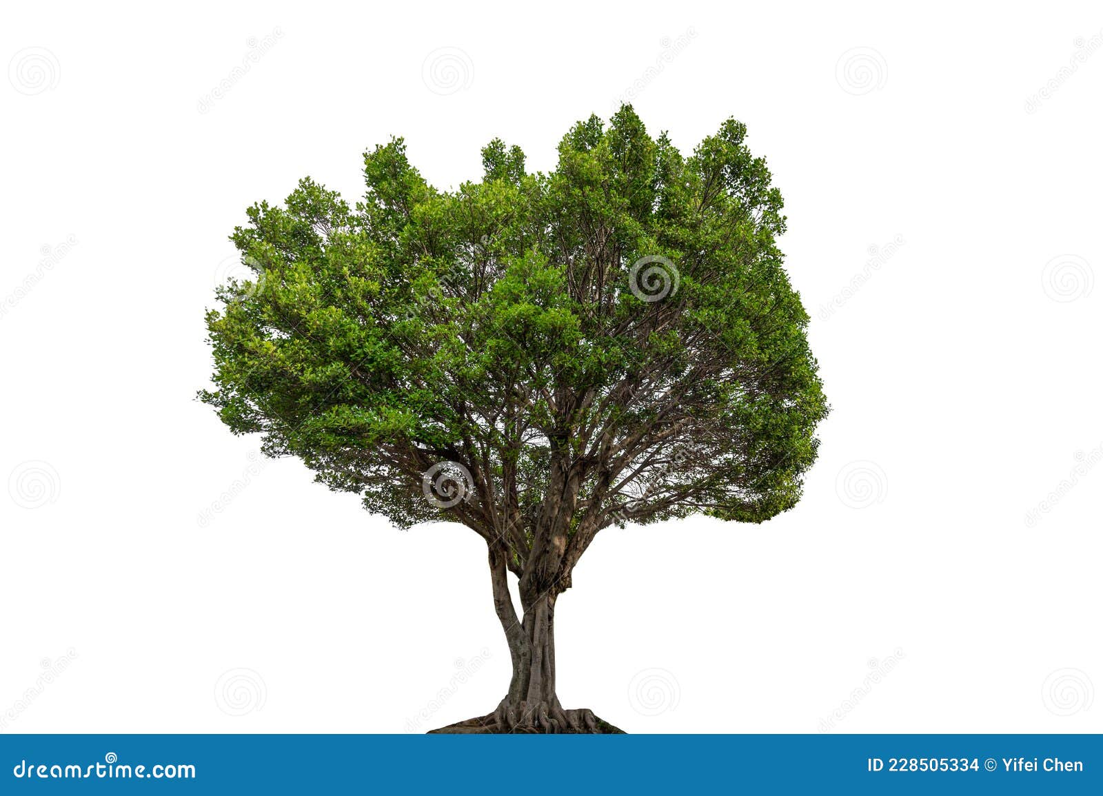 A Tree with a Large Crown Against a White Background Stock Photo ...