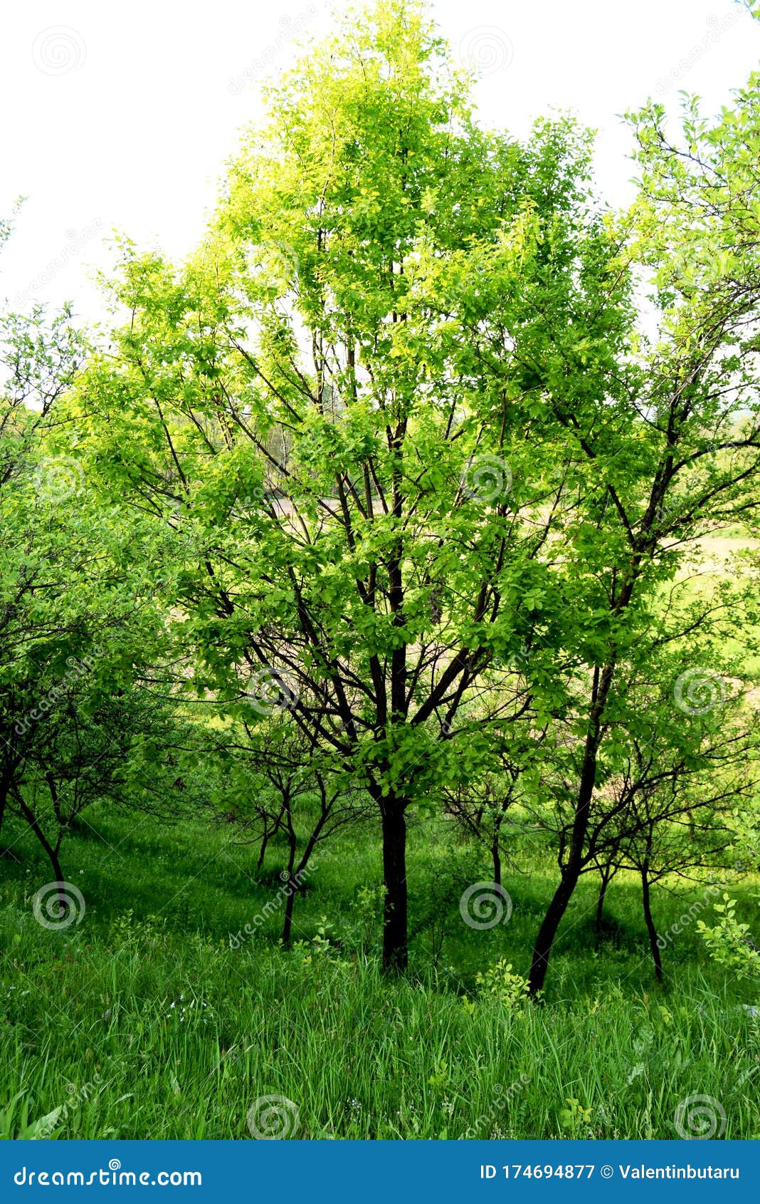 A Tree with a Large Crown in the Orchard Stock Image - Image of trees ...