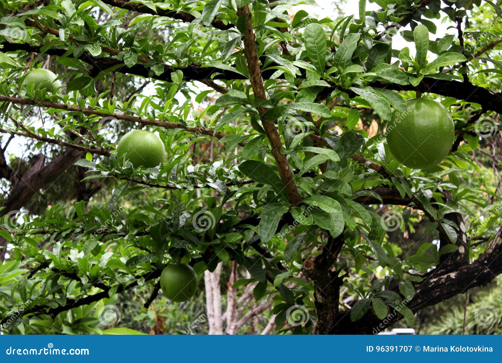 A tree with large fruits. stock image. Image of eating - 96391707
