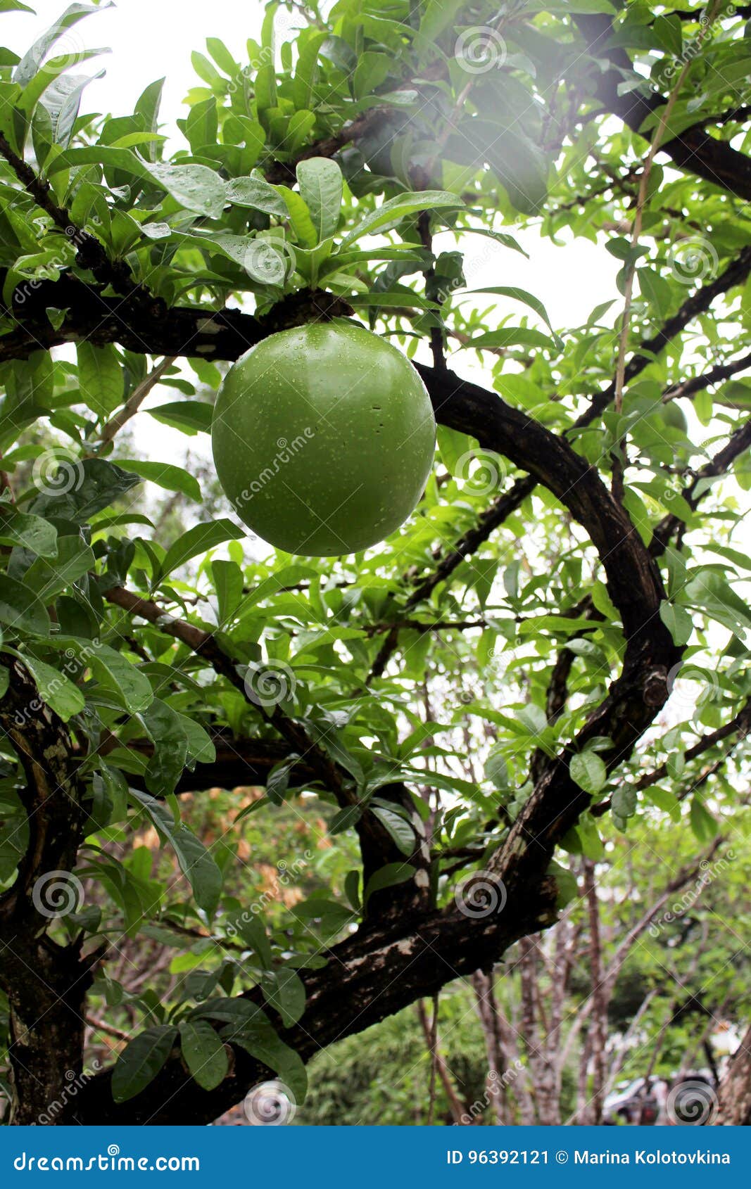 A Tree With Large Fruits. Royalty-Free Stock Photo | CartoonDealer.com ...