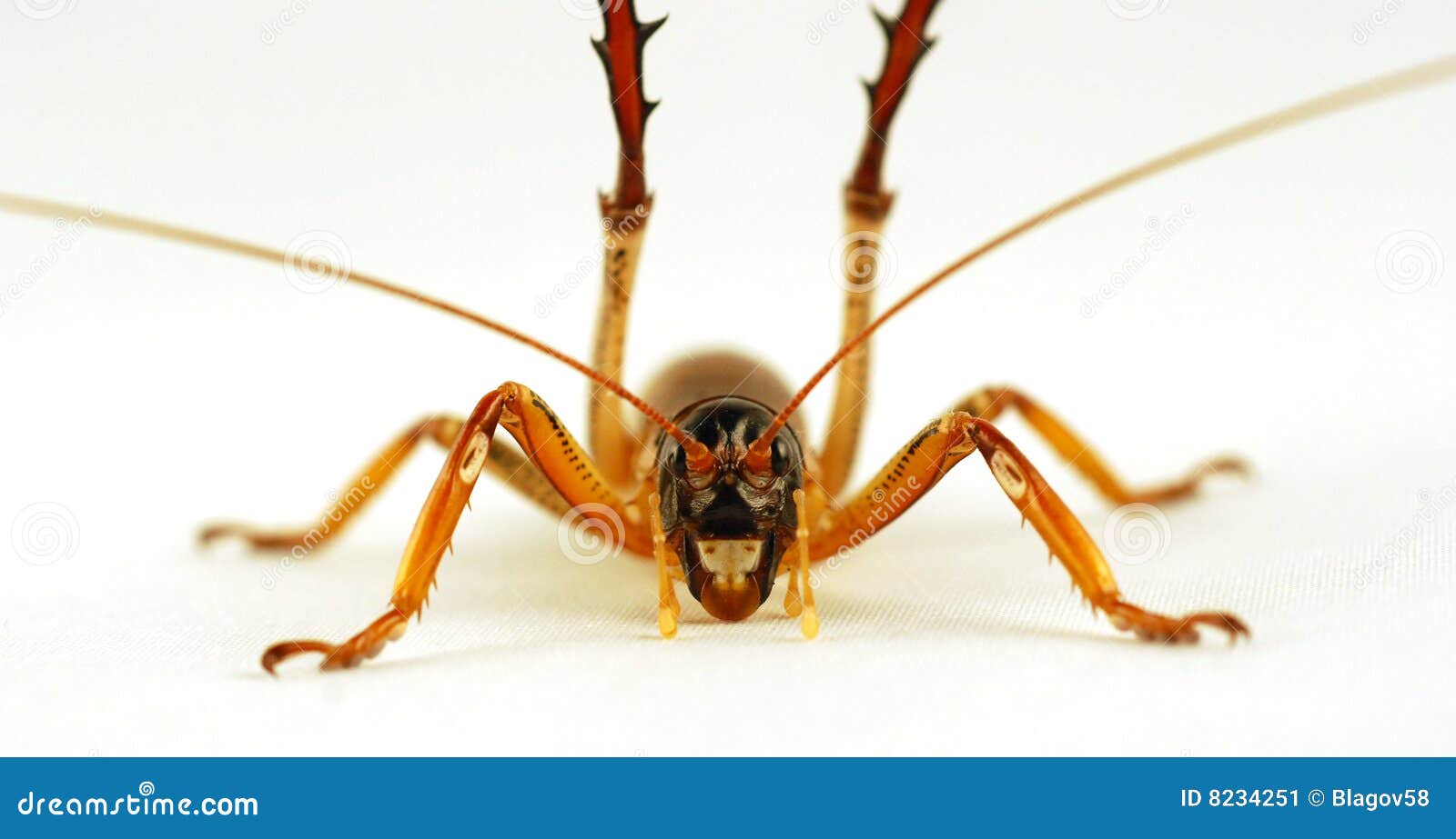 The Tree, or Large-headed Weta Stock Image - Image of dark, animal: 8234251