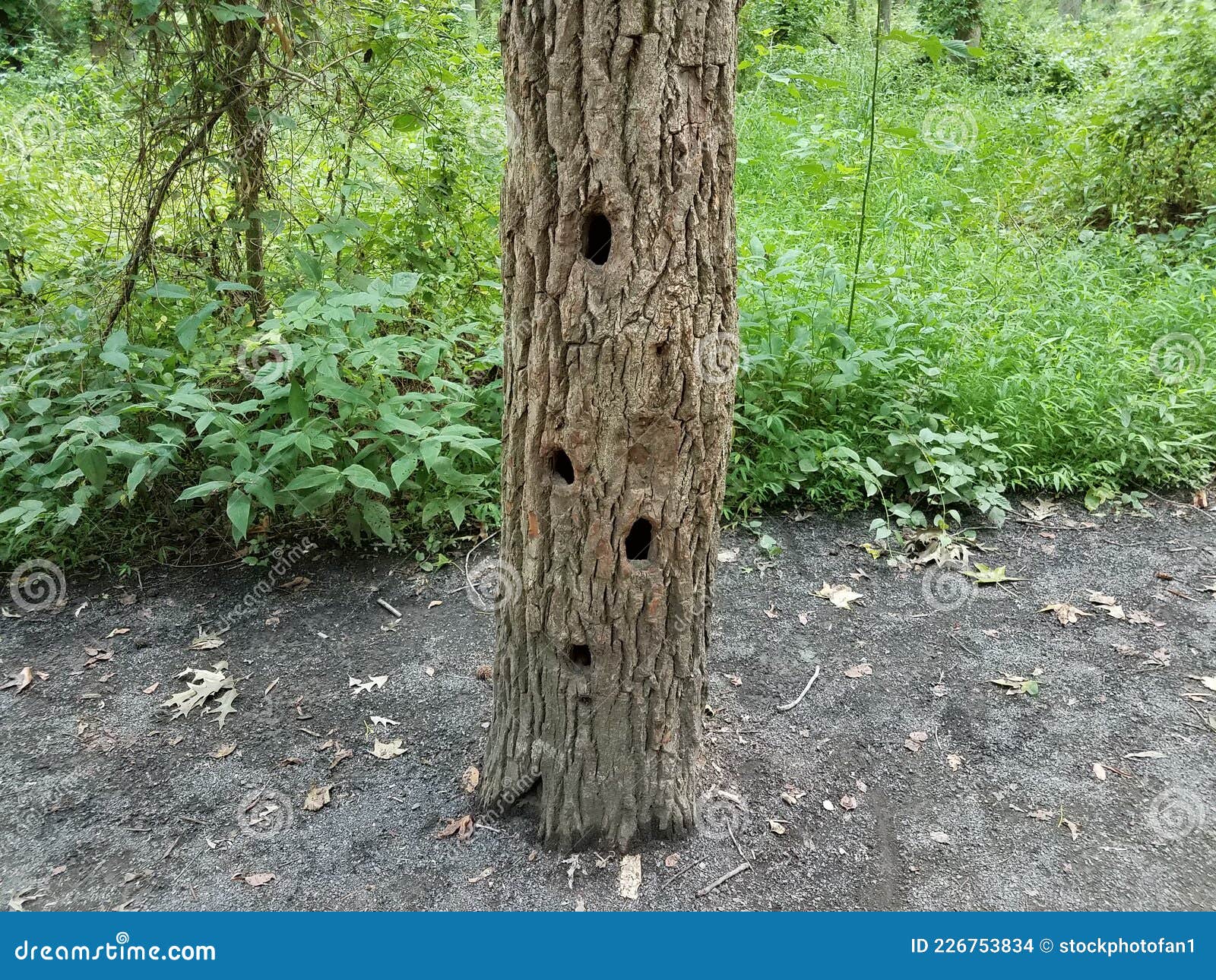 Tree with Large Holes on Path and Green Plants Stock Photo - Image of ...