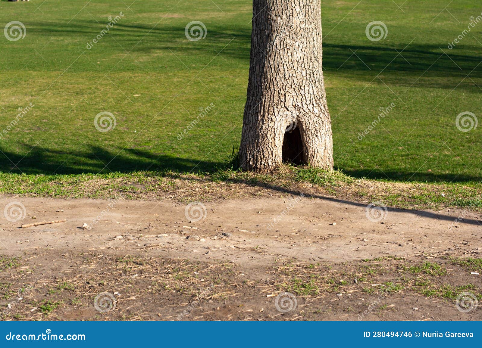 A Tree with a Large Hollow or Tree Hole at the Bottom in the Springtime ...