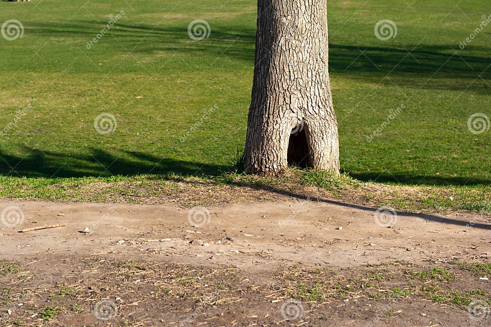 A Tree with a Large Hollow or Tree Hole at the Bottom in the Springtime ...