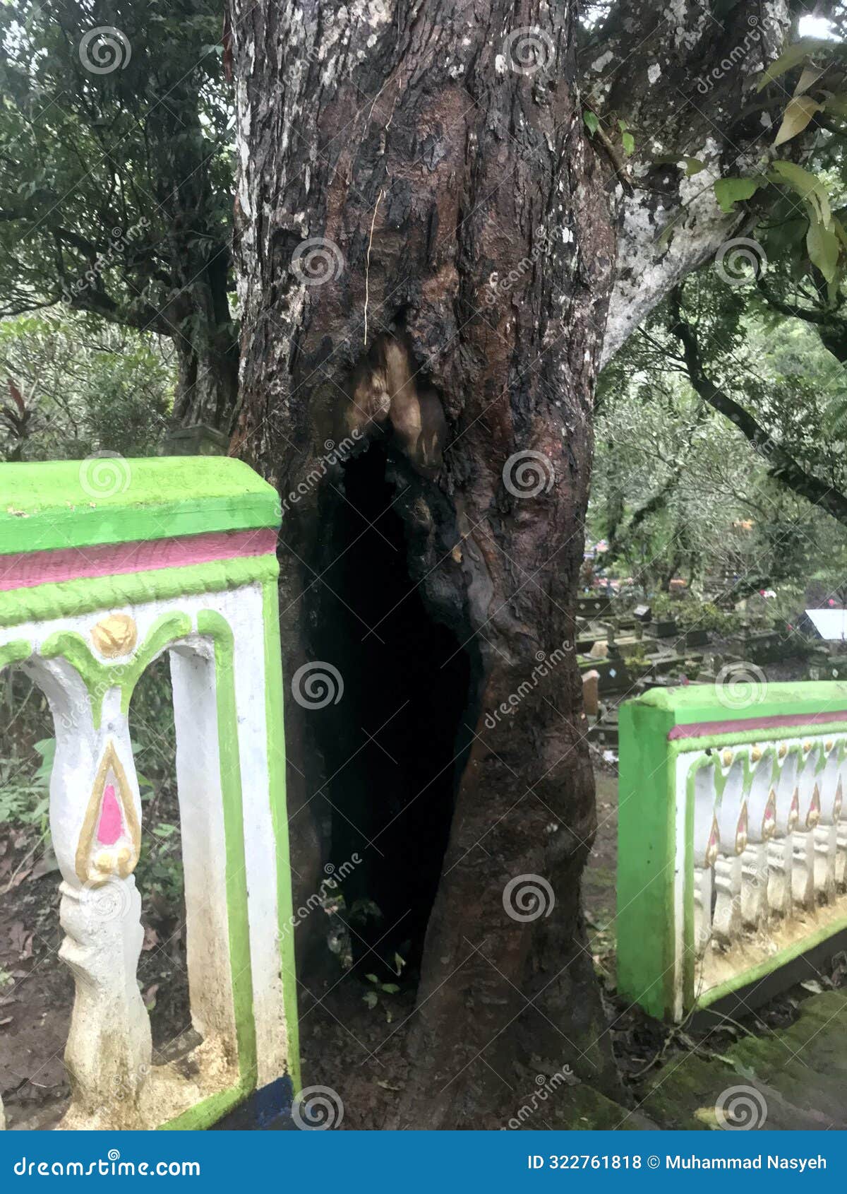 Tree with a large hollow stock photo. Image of nature - 322761818