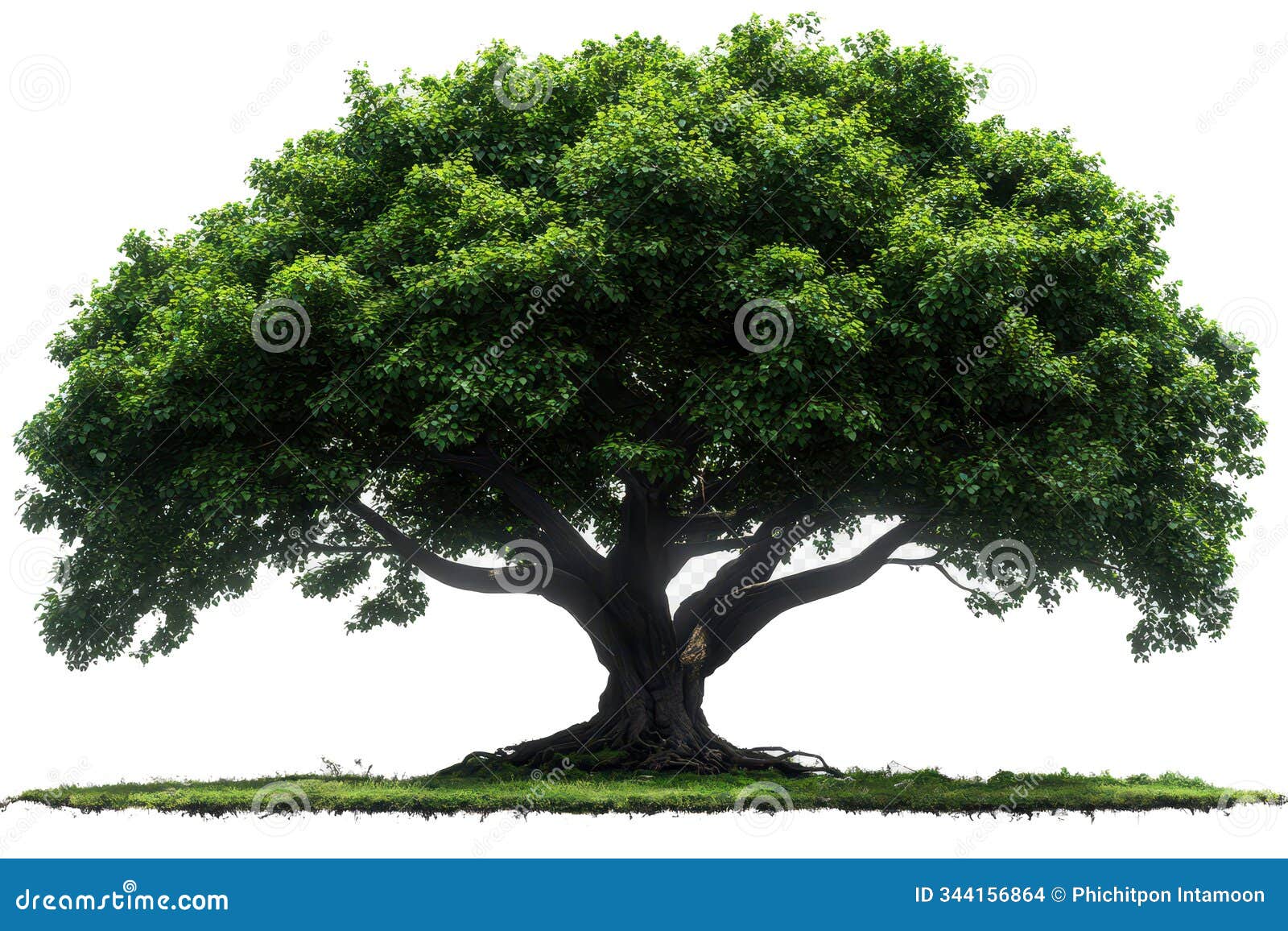 Tree with Large, Lush Green Leaves and Thick Branches, Standing Alone ...
