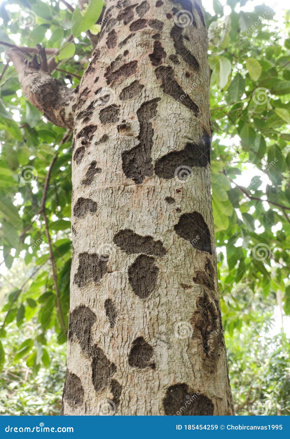 Tree worm stock image. Image of tree, abstract, texturedirt - 185454259