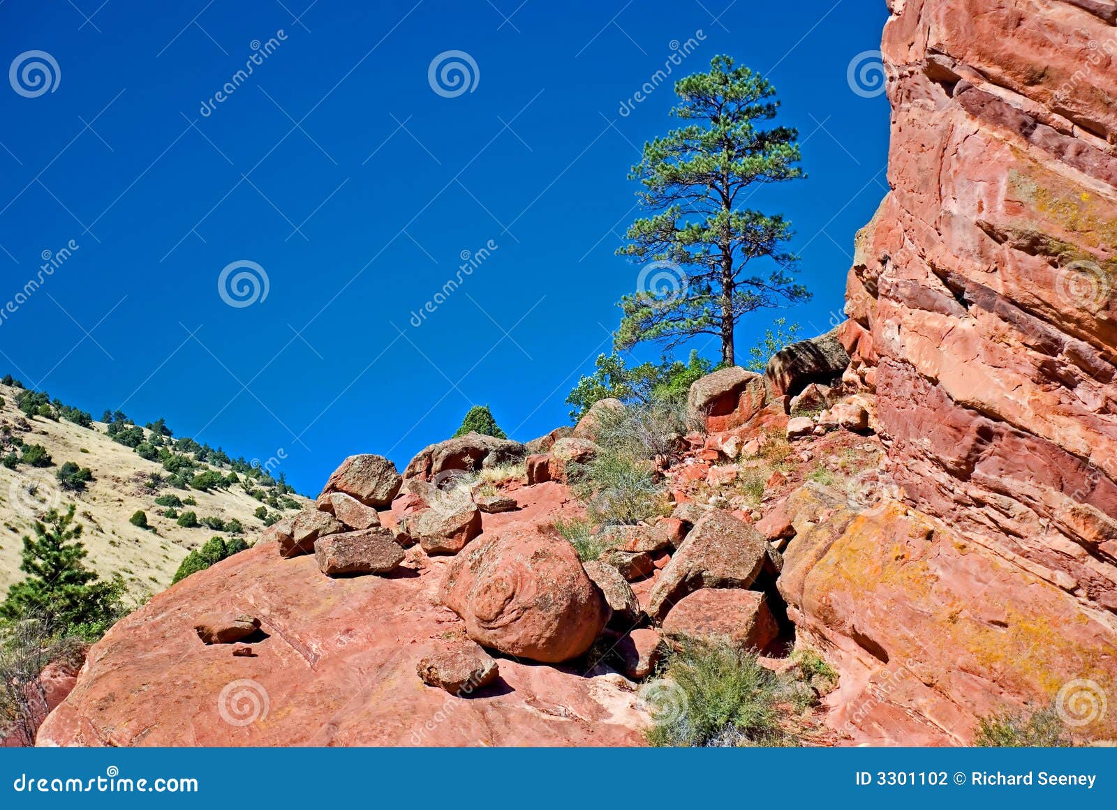 Tree and large rocks stock photo. Image of rocks, colorado - 3301102