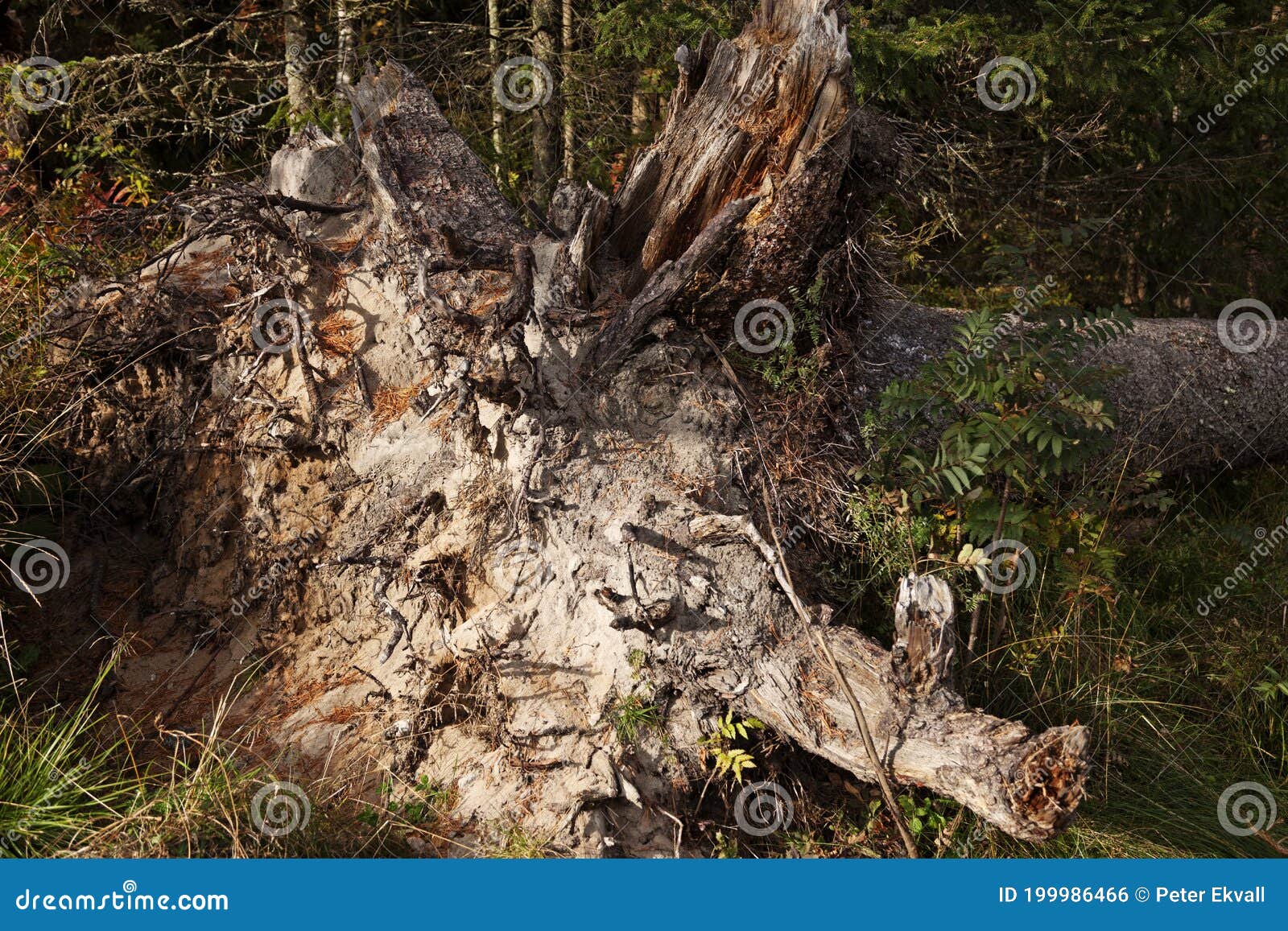 A Tree with a Large Root that Has Fallen Over Stock Photo - Image of ...
