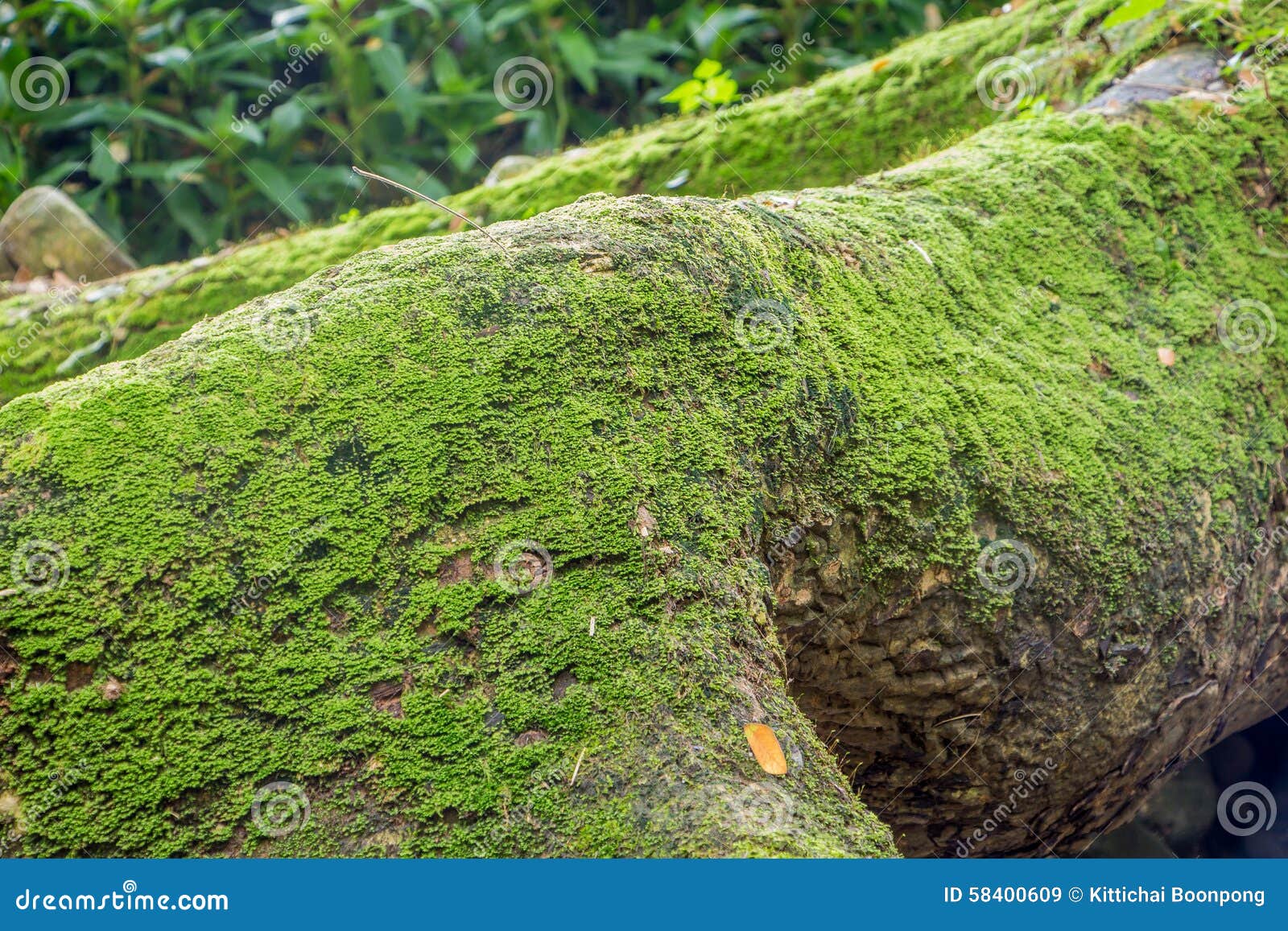 Tree large roots stock image. Image of rain, magical - 58400609