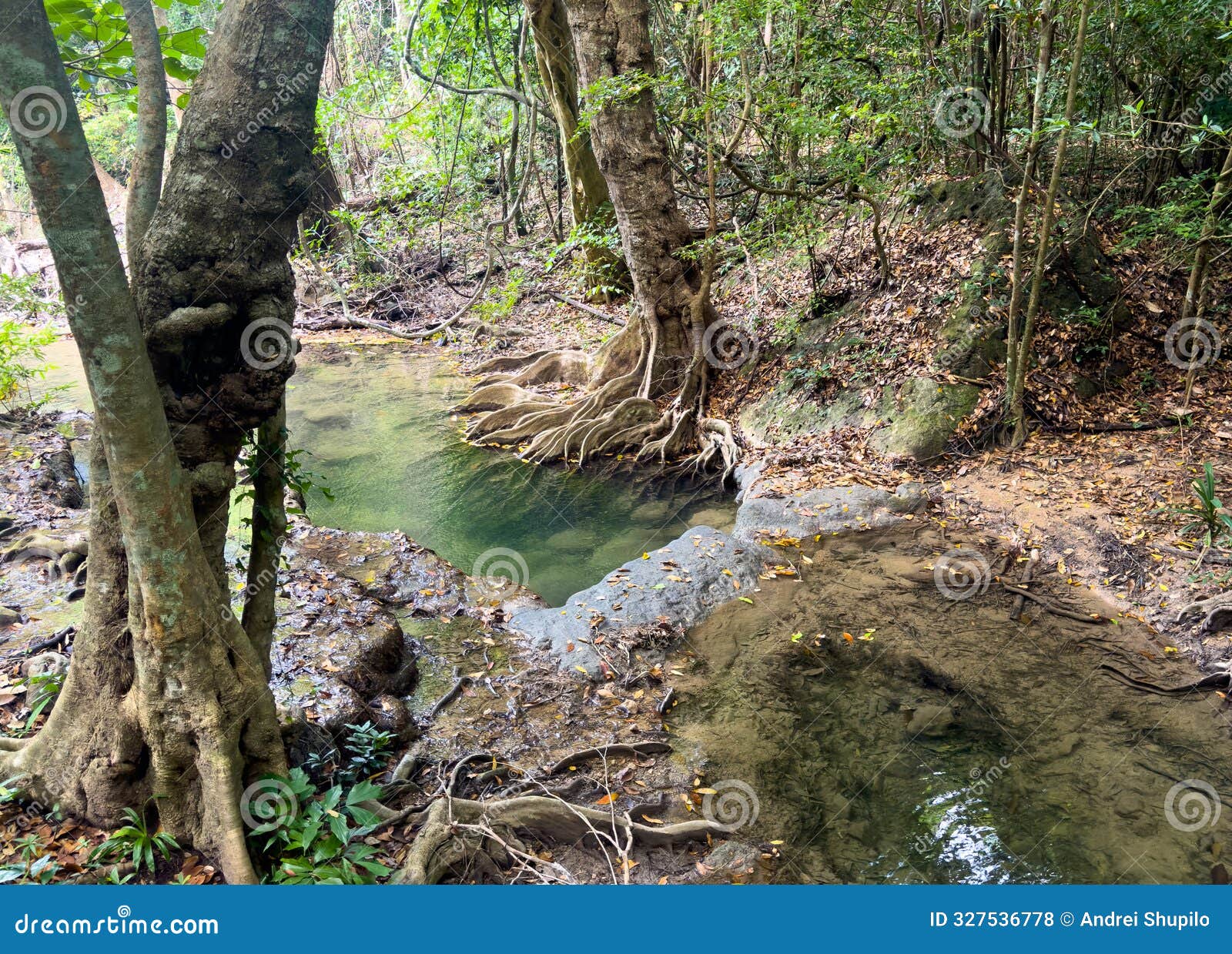 Tree with Large Roots Near a River in the Forest Stock Photo - Image of ...