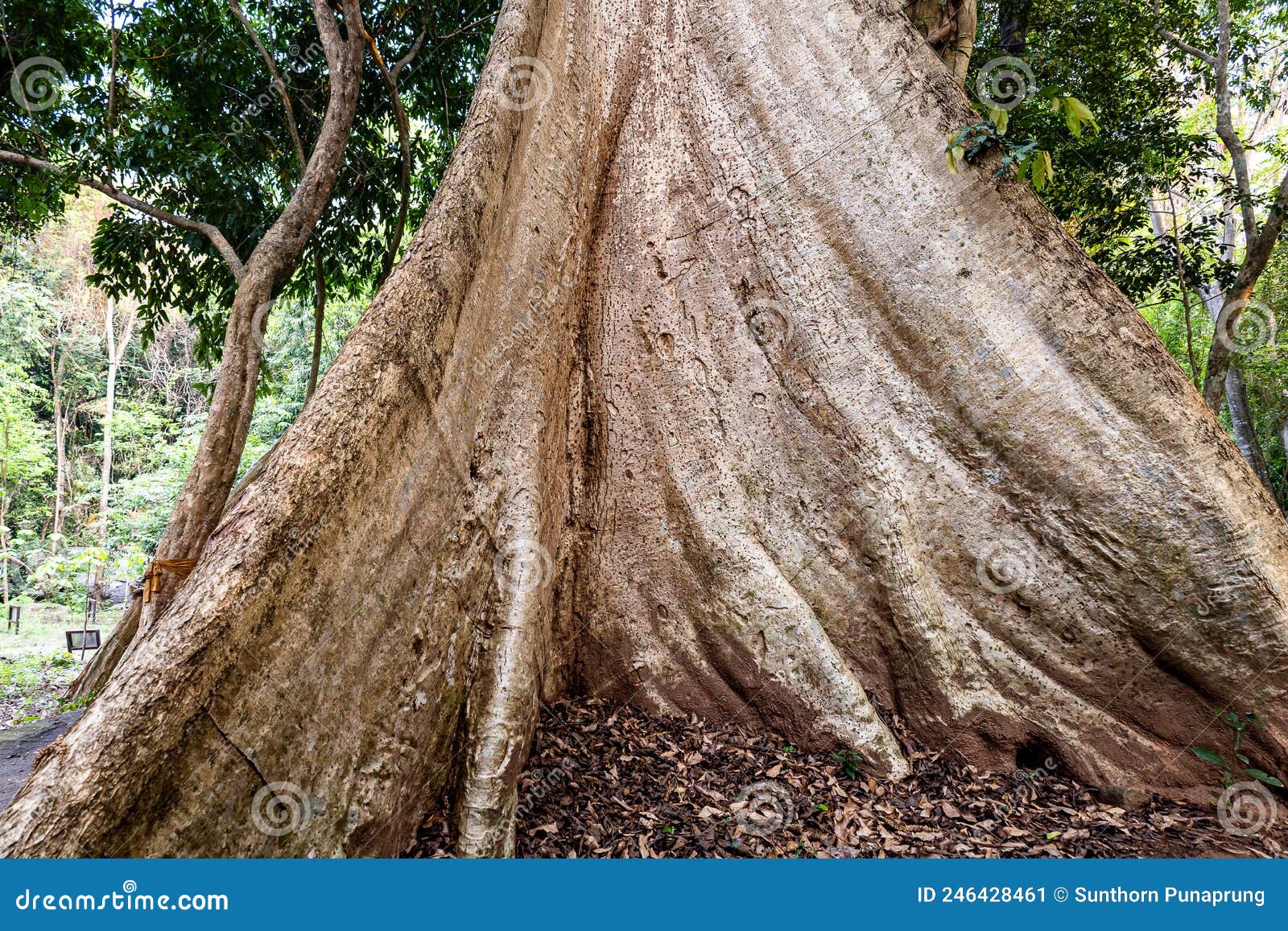 Tree with Large Roots in the Tropical Forest Stock Image - Image of ...