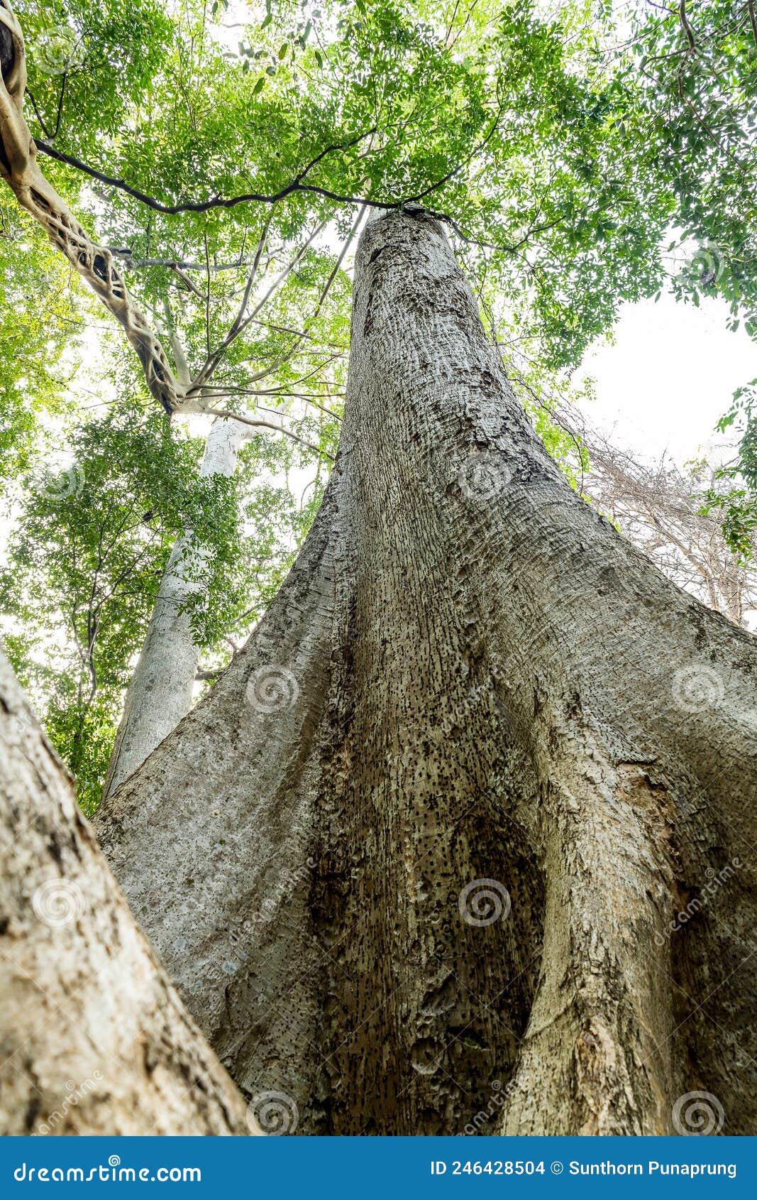 Tree with Large Roots in the Tropical Forest Stock Photo - Image of ...