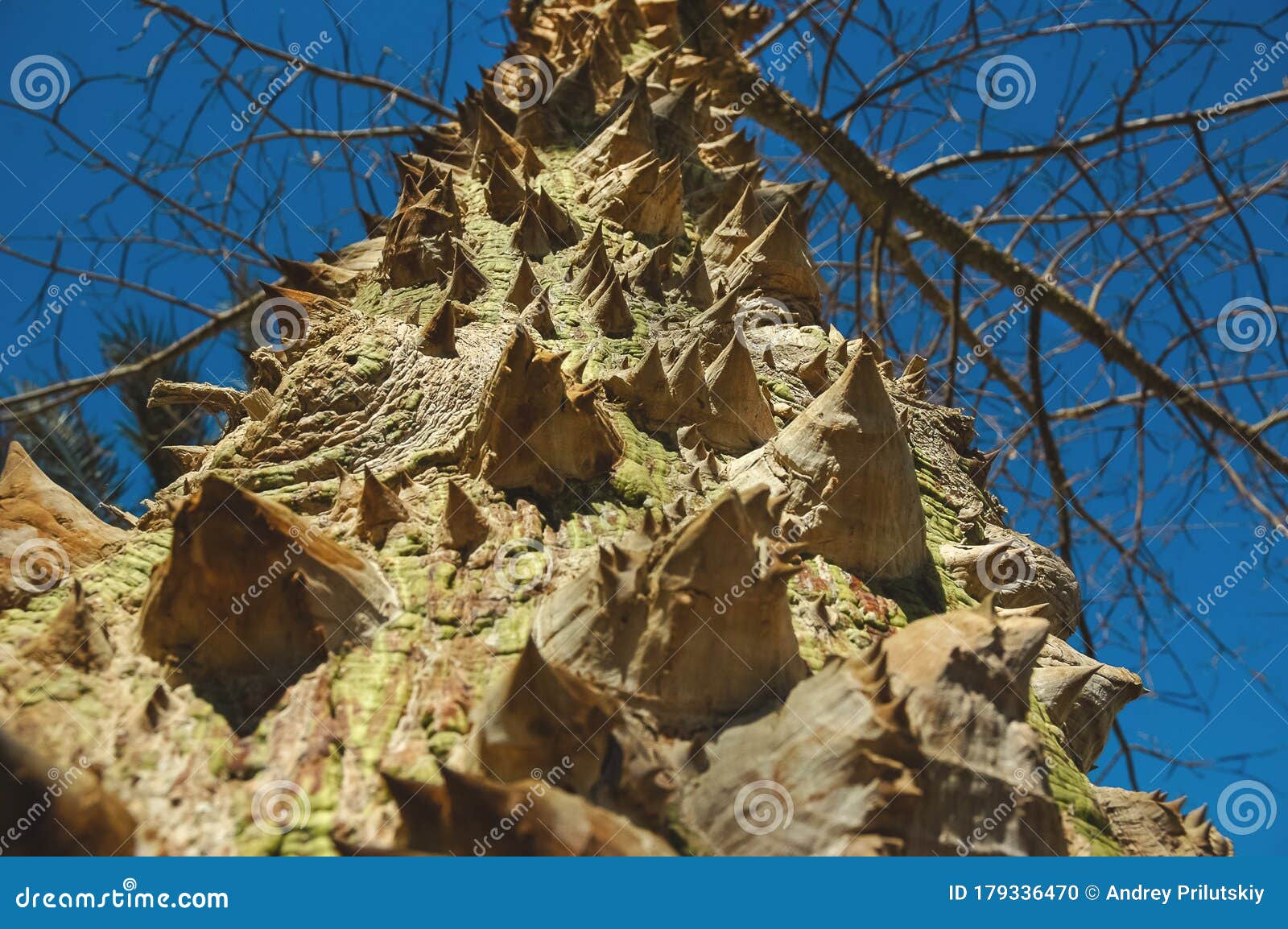 Tree with Large Spines, Floss Silk Tree. Stock Photo - Image of exotic ...