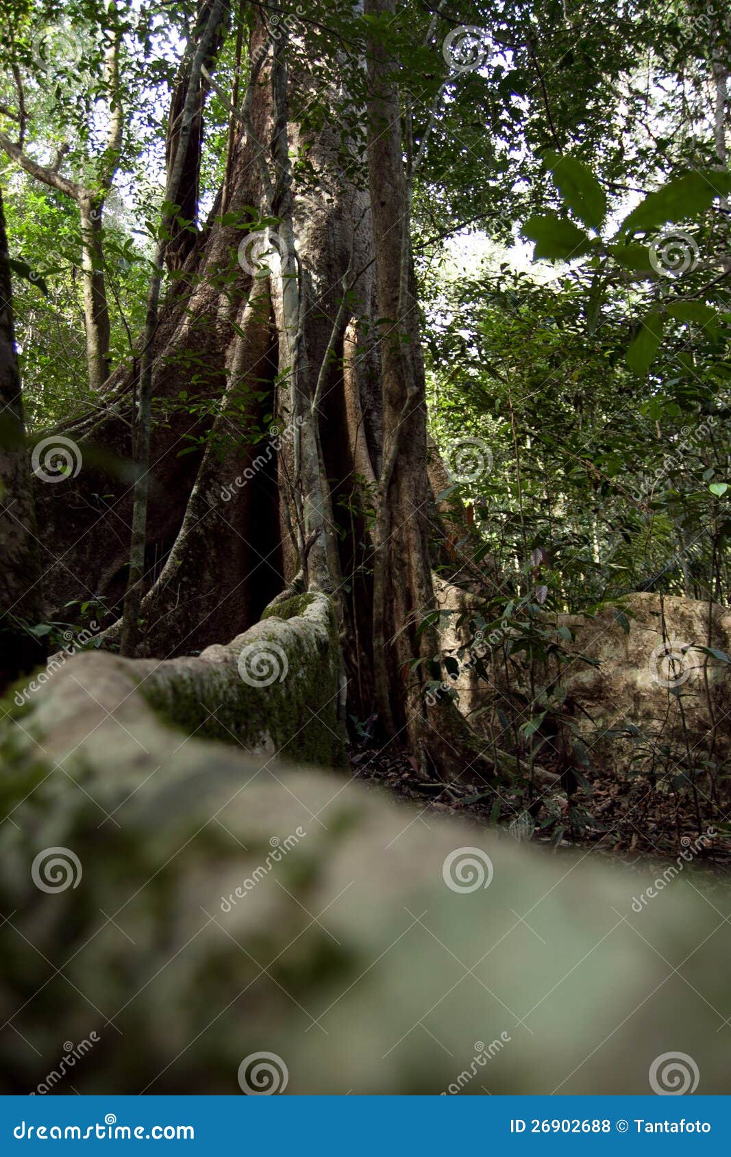 Tree with Large Trunk and Big Roots Stock Photo - Image of ground ...