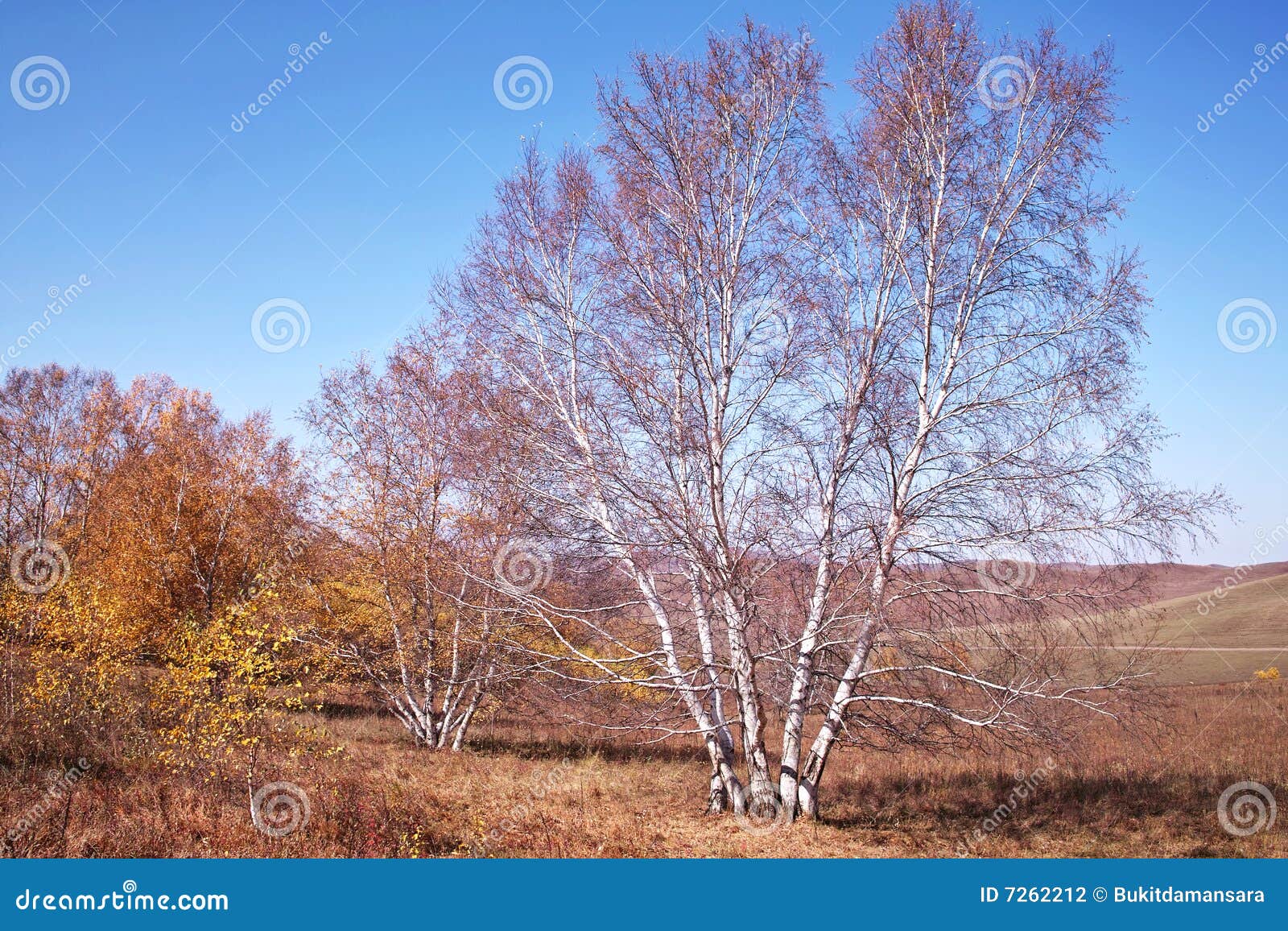 Tree in Late Autumn stock photo. Image of tranquil, tree - 7262212
