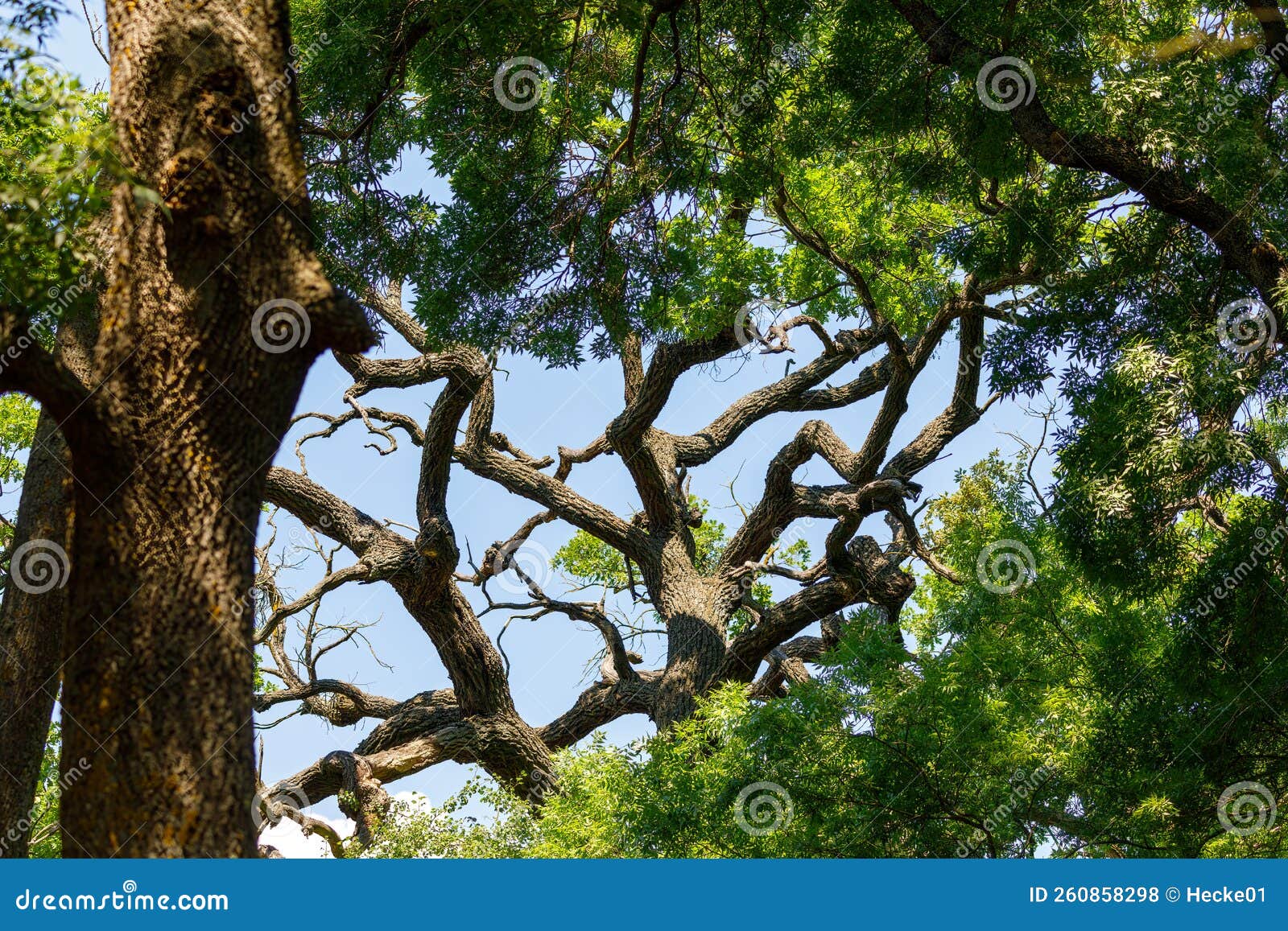 Tree in the Latea Forest in the Danube Delta Stock Photo - Image of ...