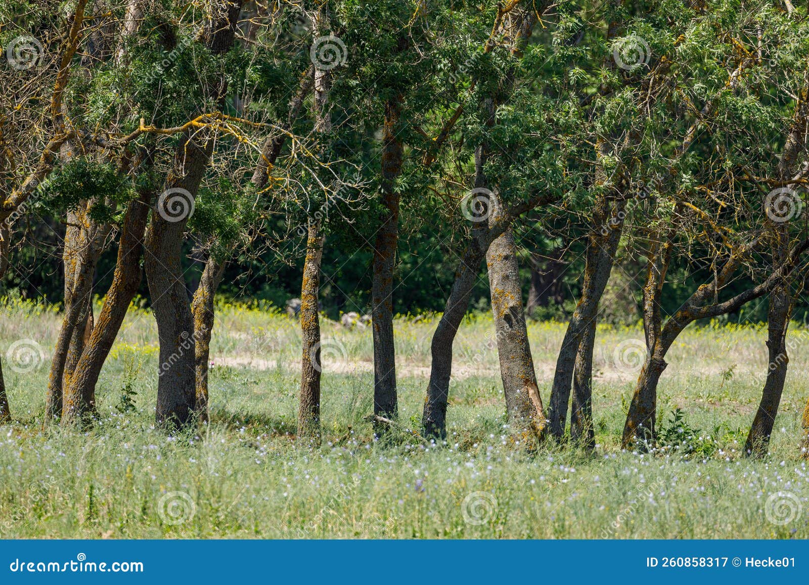 Tree in the Latea Forest in the Danube Delta Stock Image - Image of ...