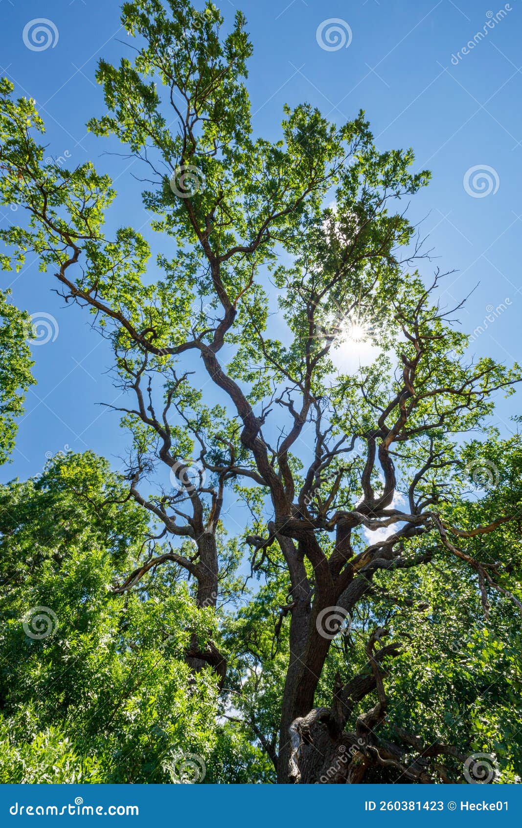 Tree in the Latea Forest in the Danube Delta Stock Image - Image of ...