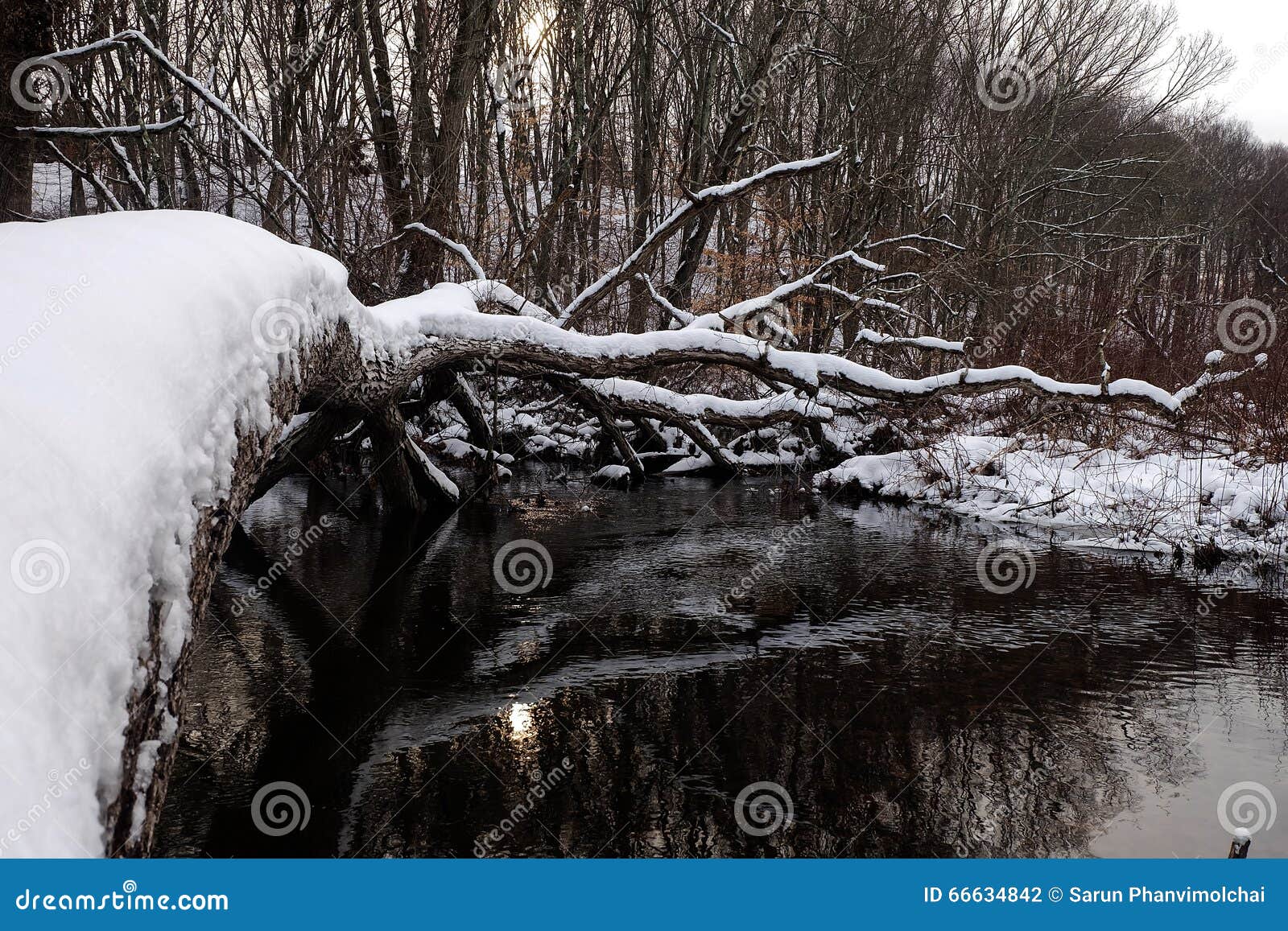 Tree lay down on river stock photo. Image of bright, frost - 66634842