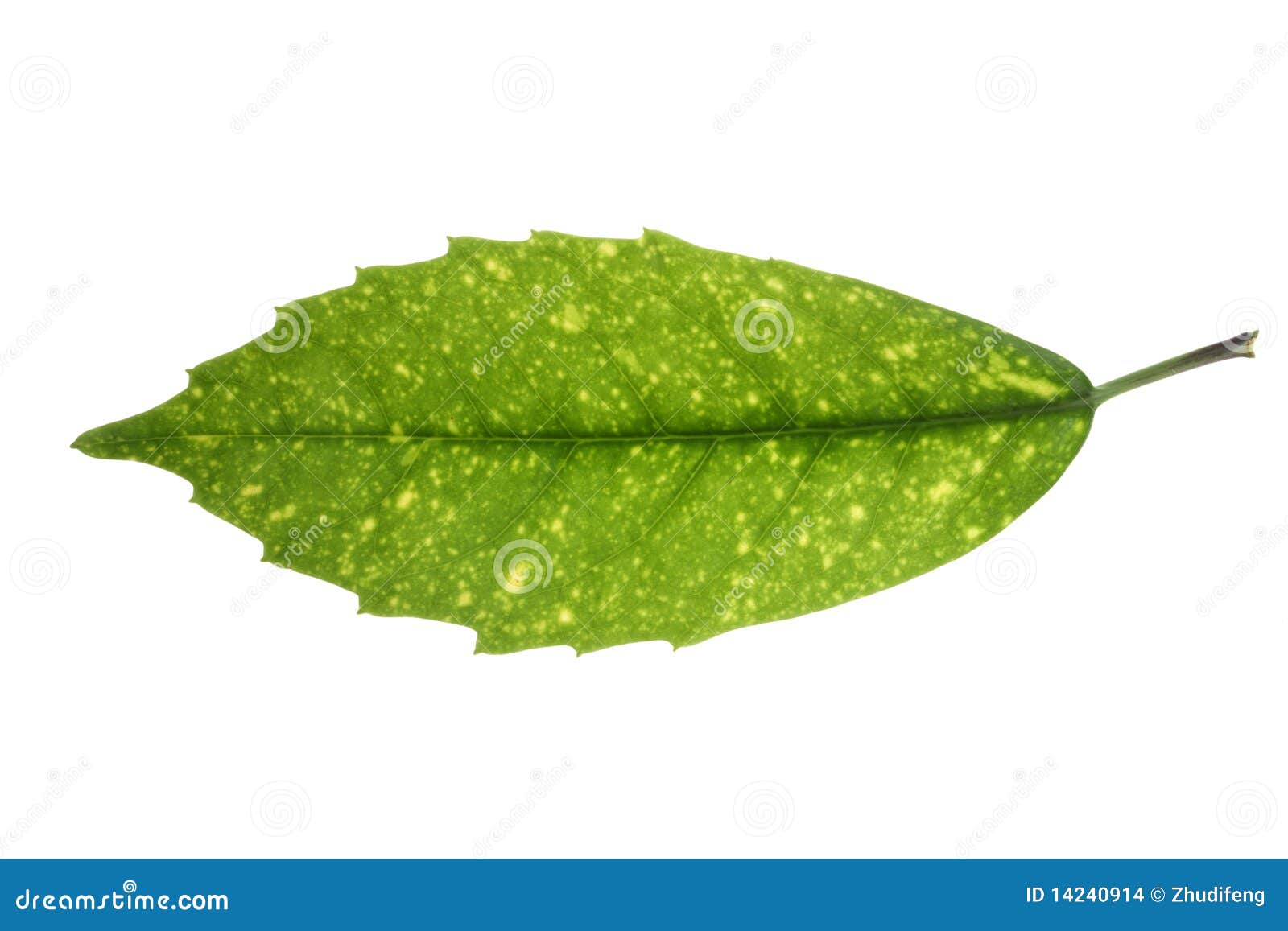Tree leaf stock photo. Image of organic, closeup, nature - 14240914