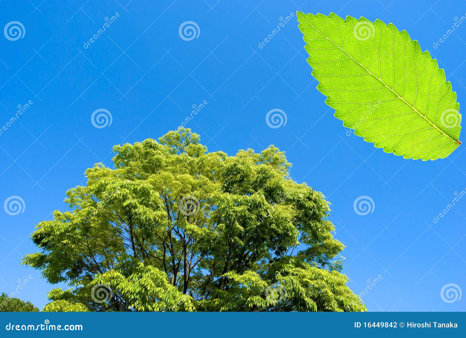 Tree and leaf stock photo. Image of botanical, nature - 16449842